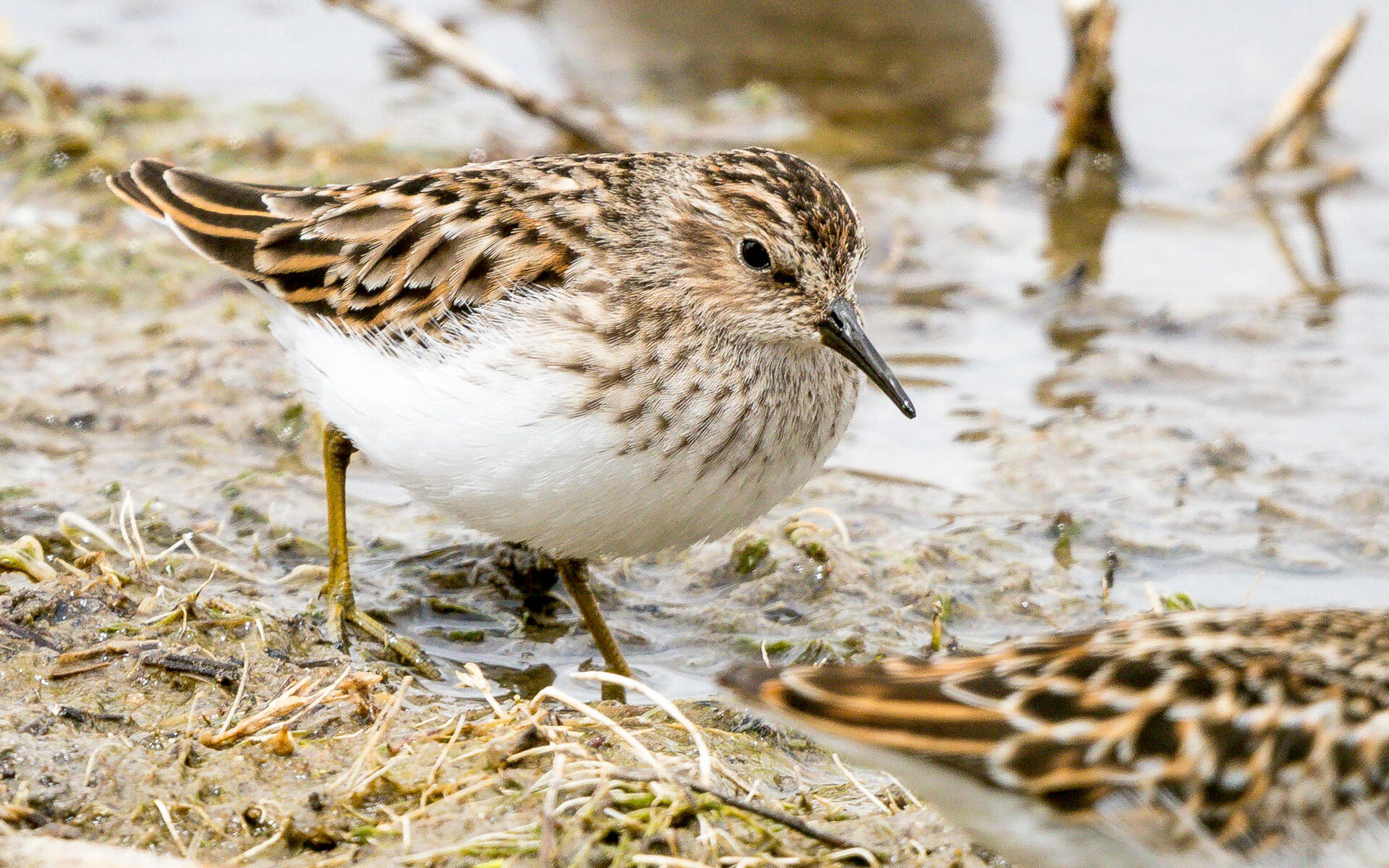 Least Sandpiper | Audubon Field Guide