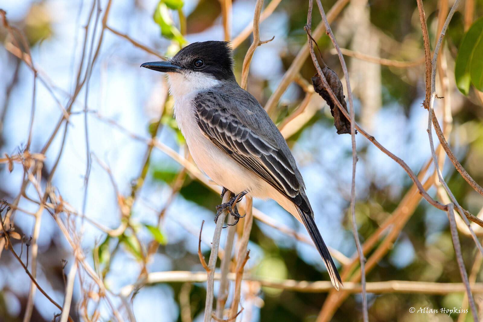 Loggerhead Kingbird | Audubon Field Guide