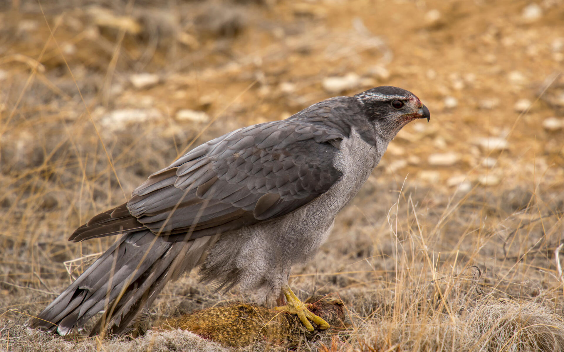 Northern Goshawk | Audubon Field Guide
