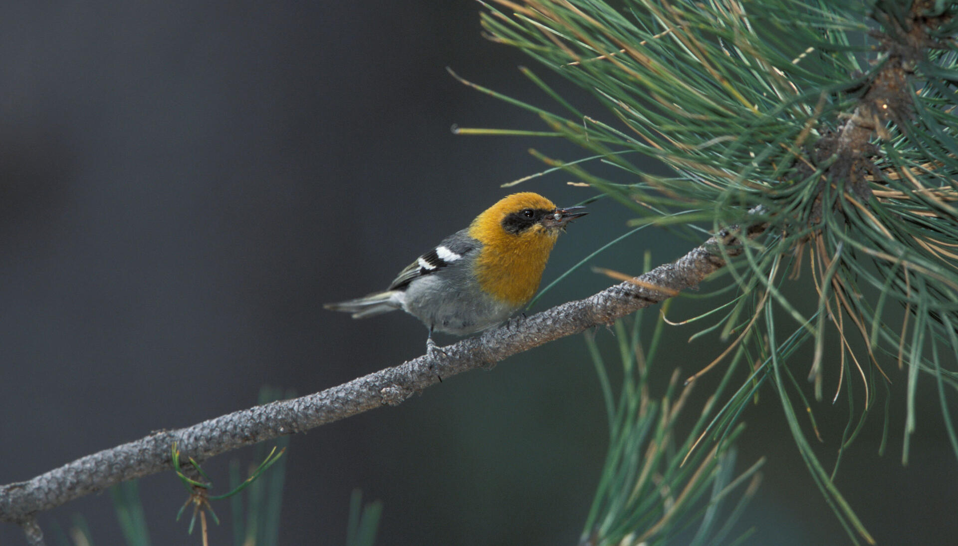 Olive Warbler | Audubon Field Guide
