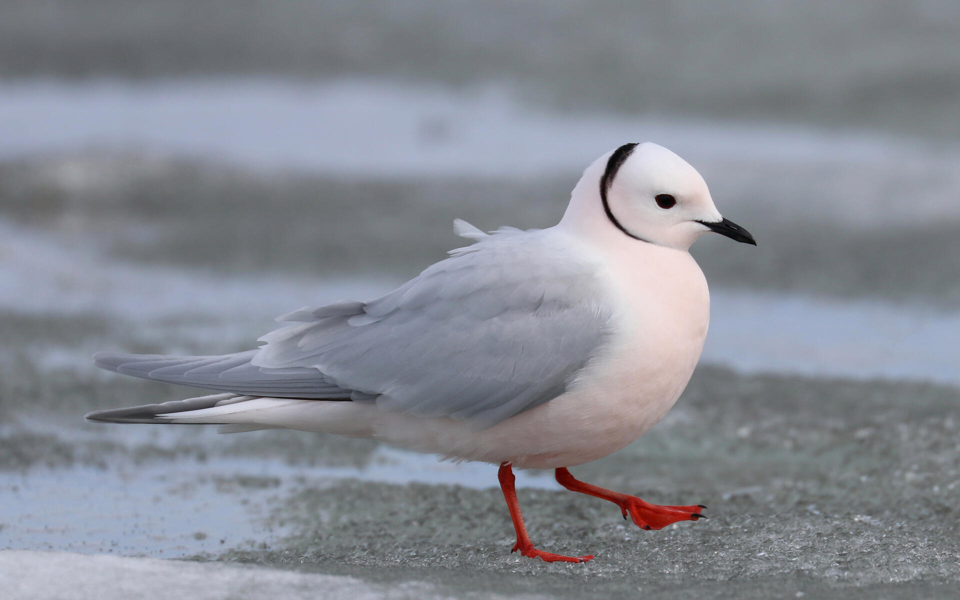 Ross's Gull | Audubon Field Guide