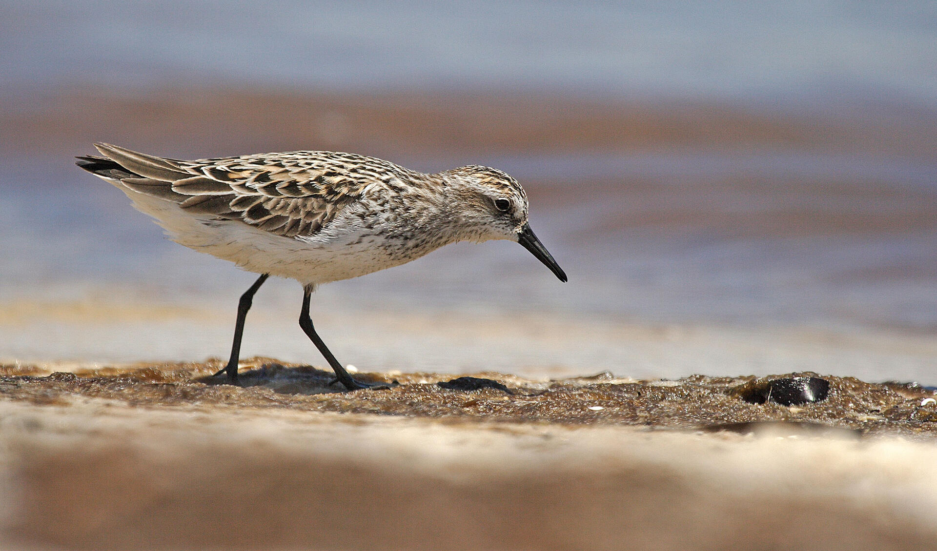 Semipalmated Sandpiper | Audubon Field Guide