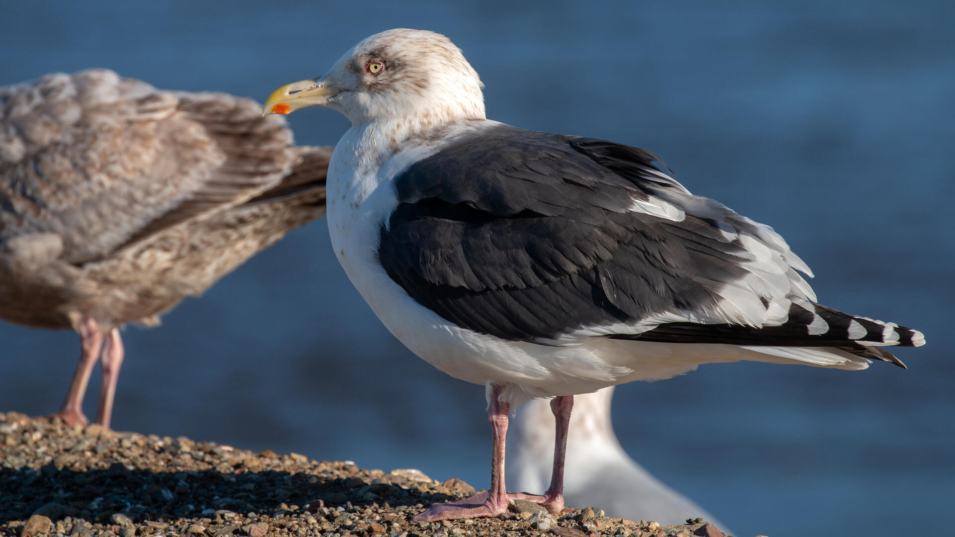 Slaty-backed Gull | Audubon Field Guide