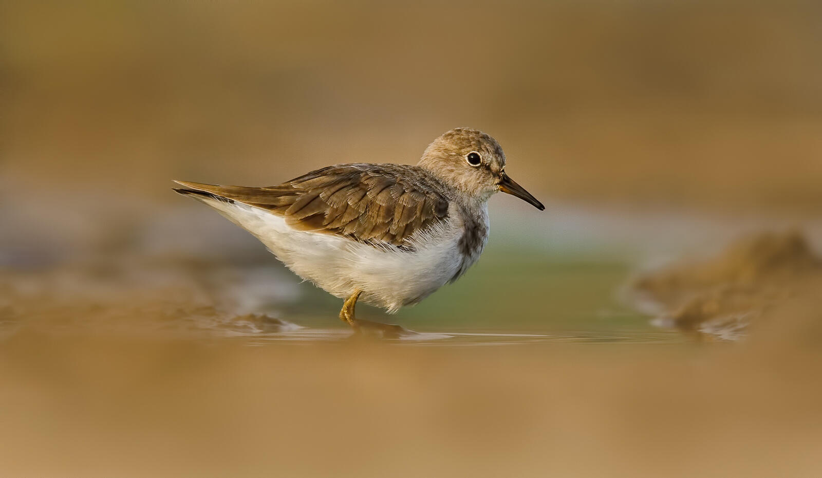 Temminck's Stint | Audubon Field Guide