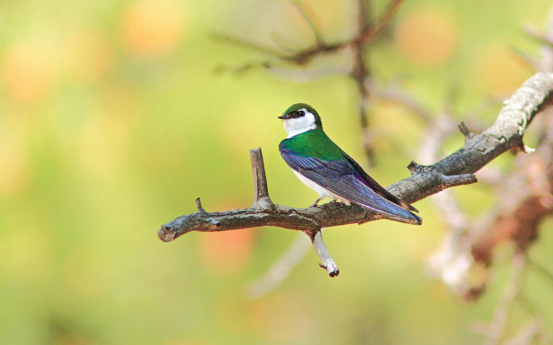 Violet-green Swallow | Audubon Field Guide