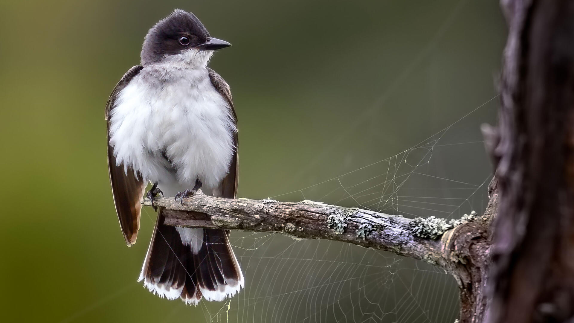 Eastern Kingbird | Audubon Field Guide