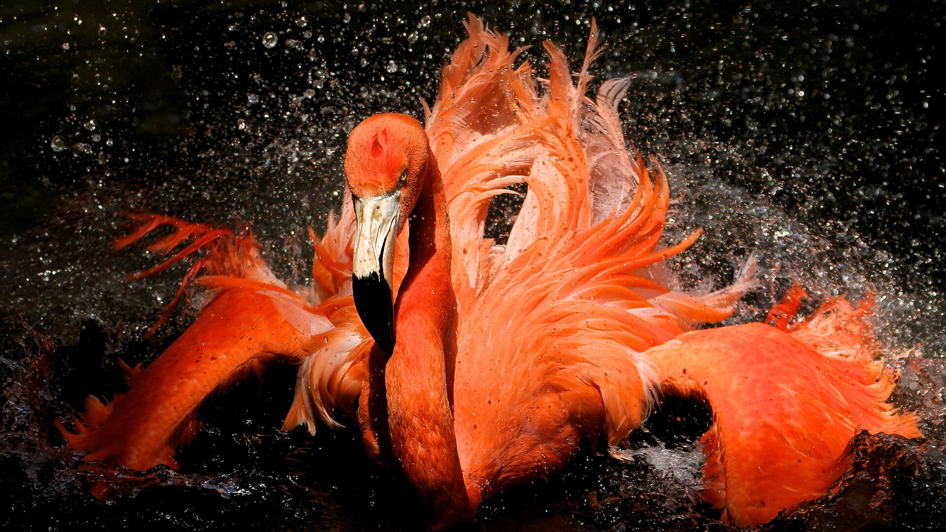 American Flamingo | Audubon Field Guide