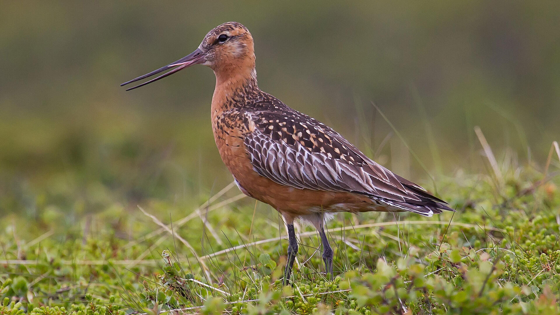 Bar-tailed Godwit | Audubon Field Guide