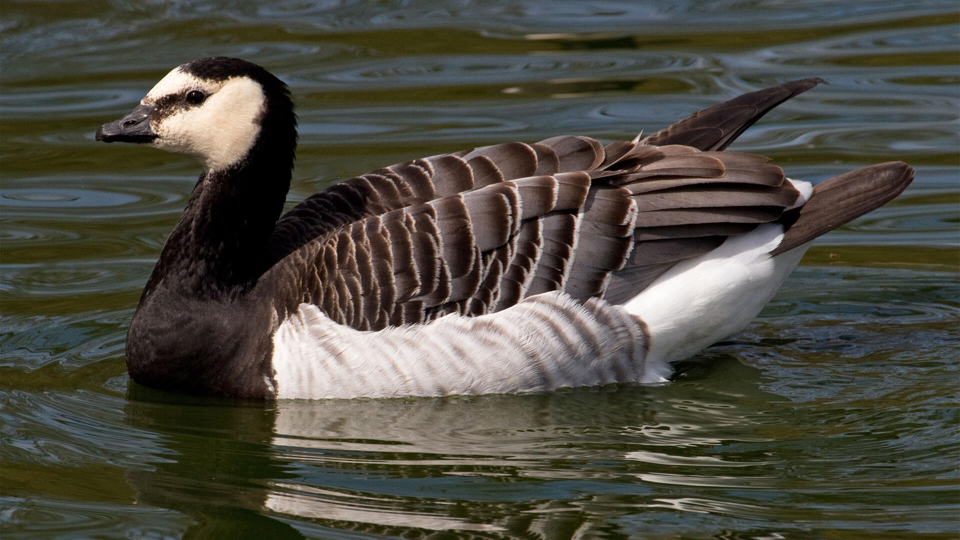 Barnacle Goose | Audubon Field Guide