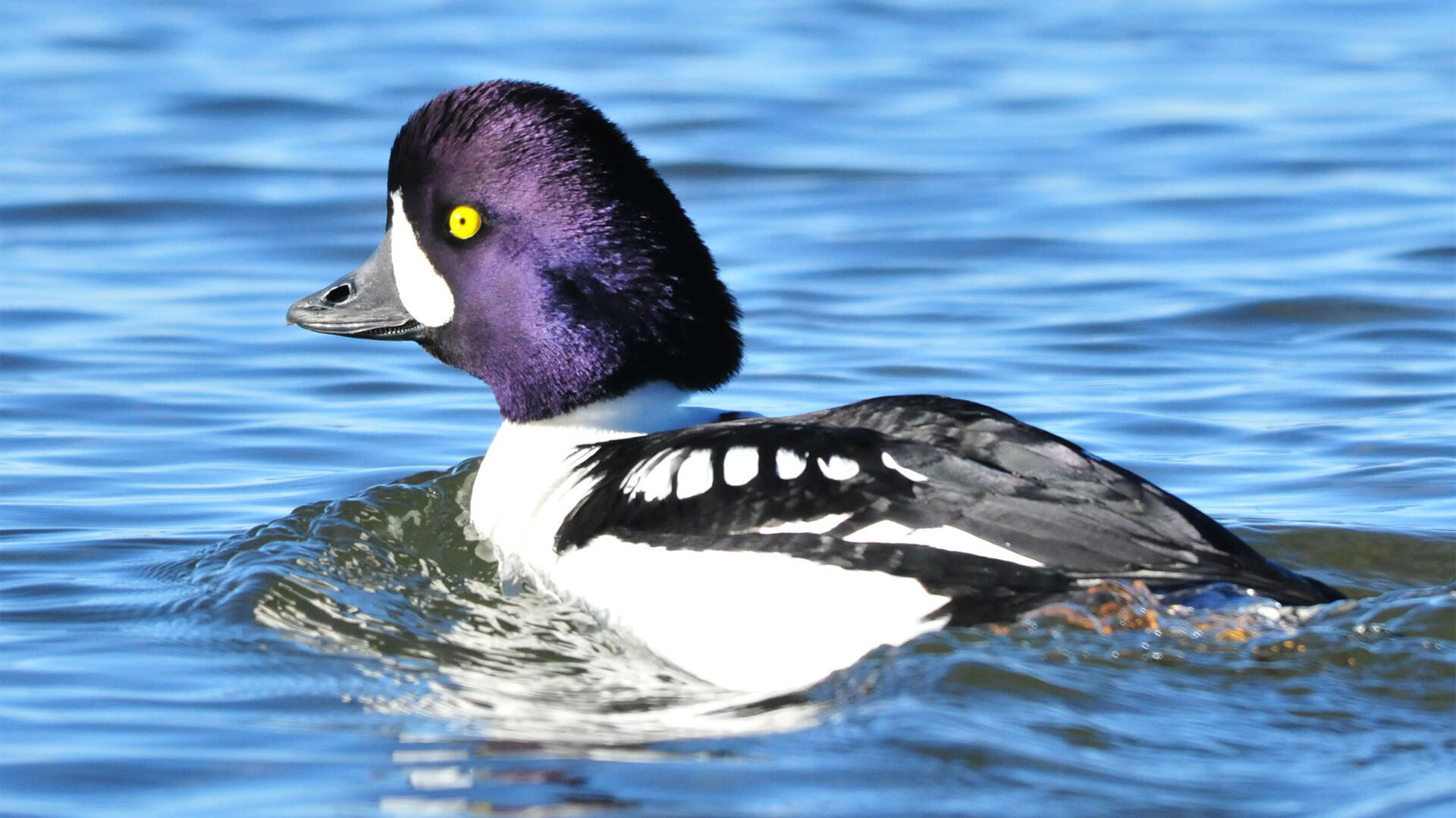 Barrow's Goldeneye | Audubon Field Guide