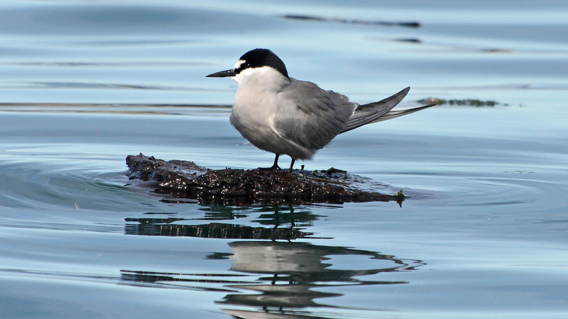 Aleutian Tern | Audubon Field Guide