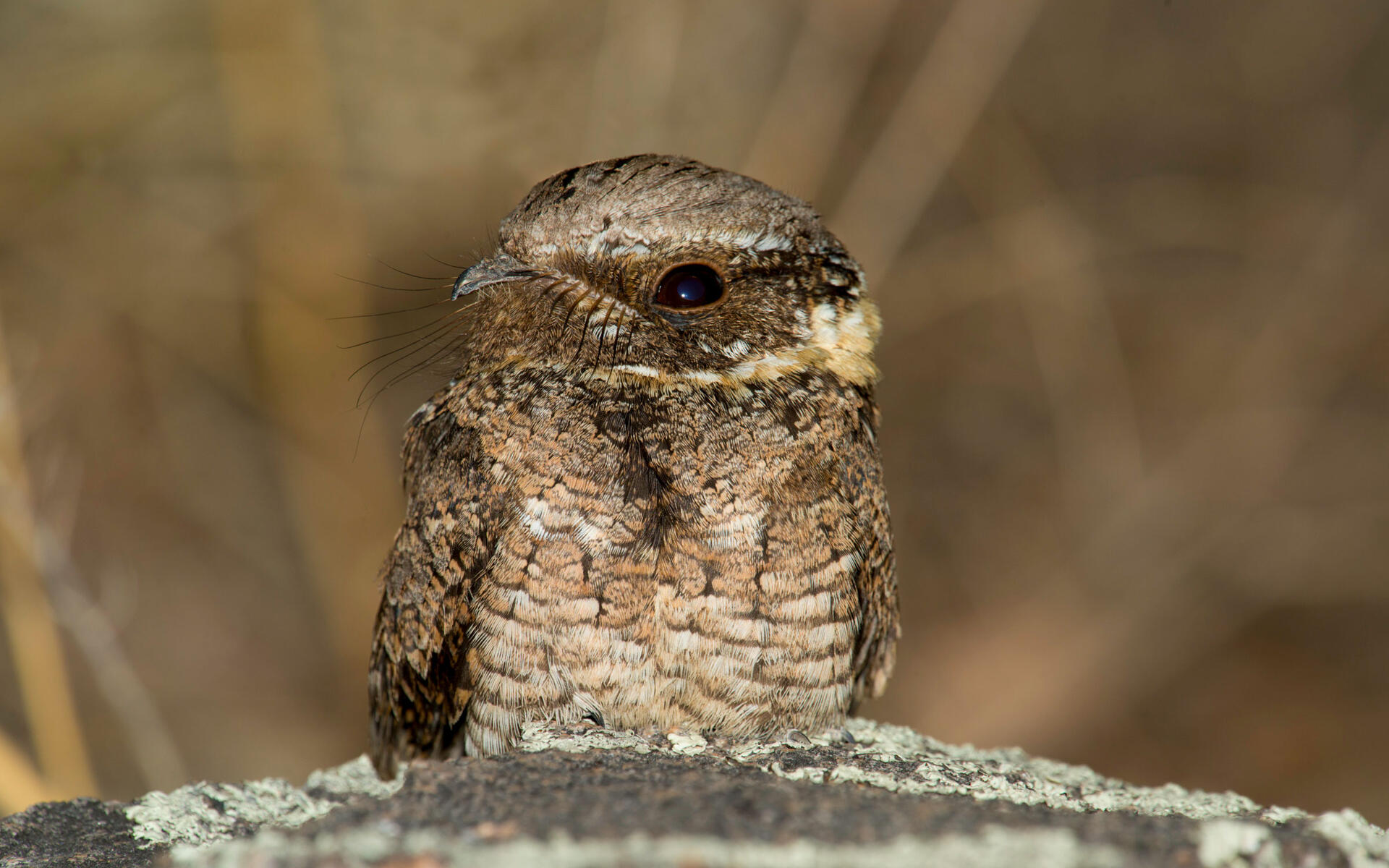 Buff-collared Nightjar | Audubon Field Guide