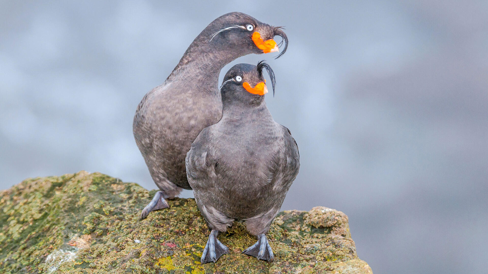 Crested Auklet | Audubon Field Guide