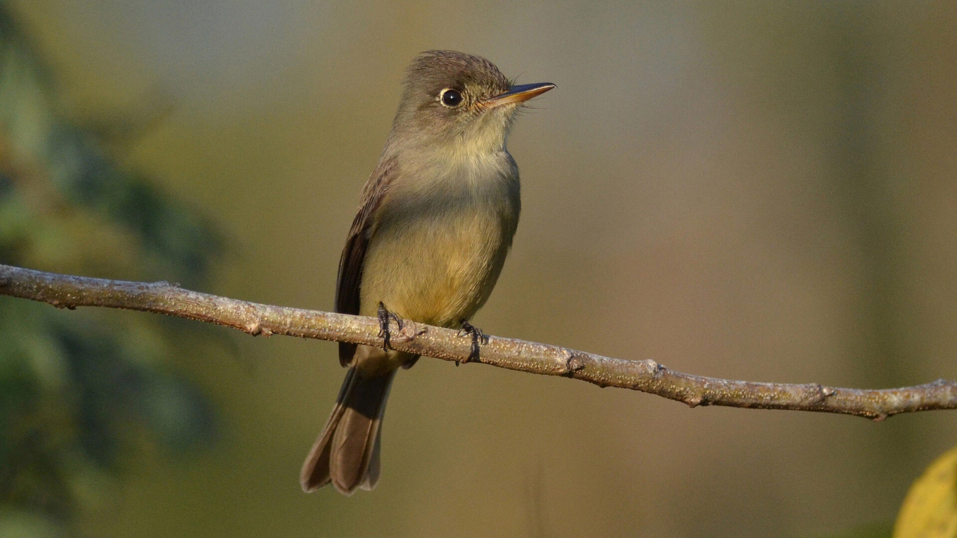 Cuban Pewee | Audubon Field Guide