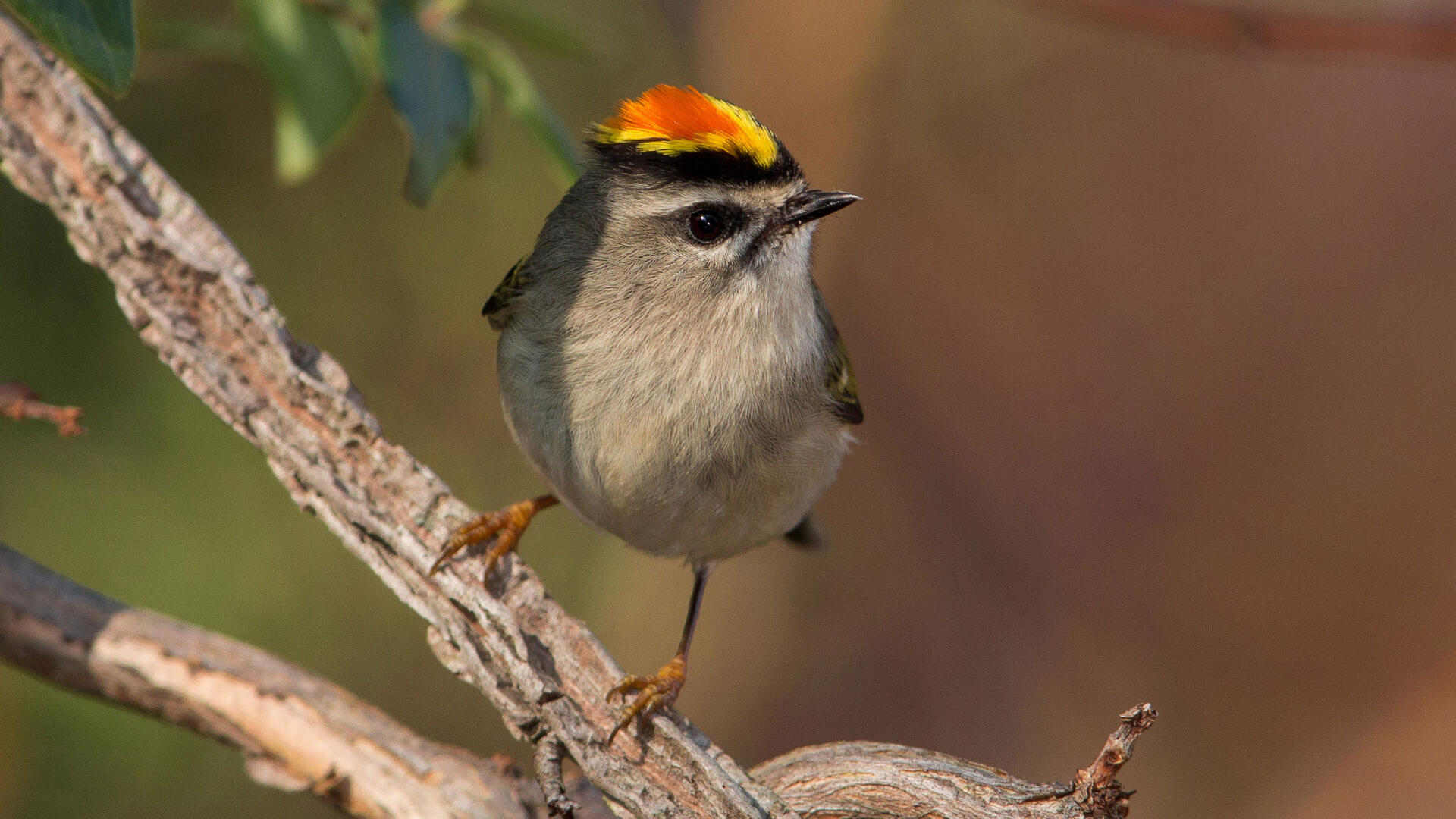 Golden-crowned Kinglet | Audubon Field Guide