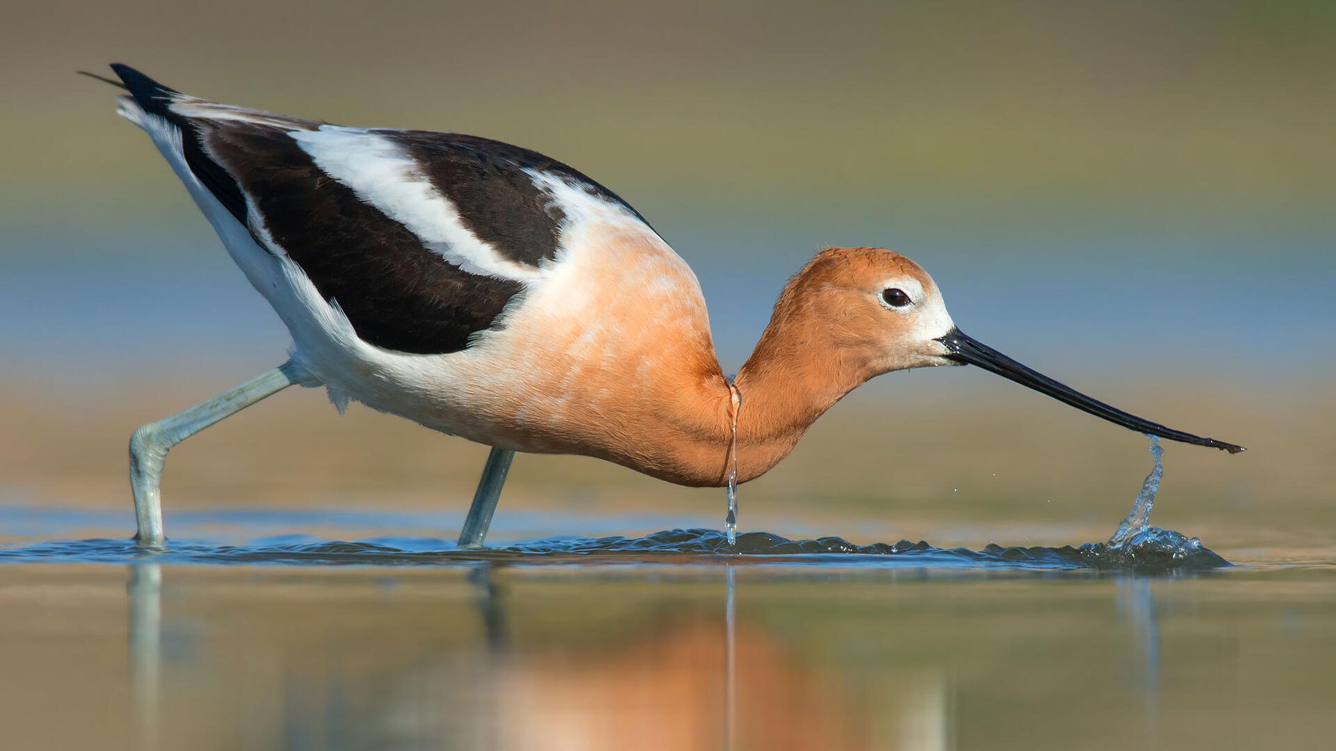 American Avocet | Audubon Field Guide