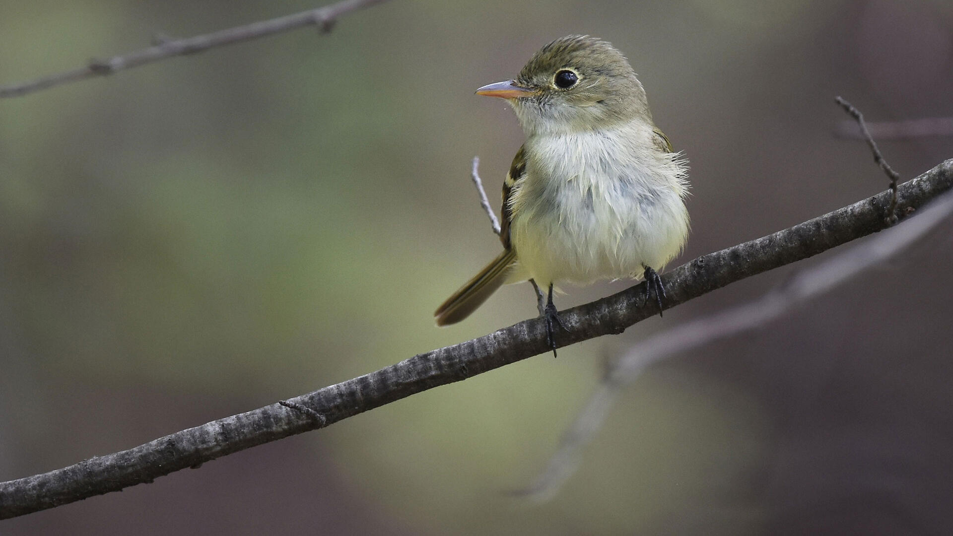 Acadian Flycatcher | Audubon Field Guide