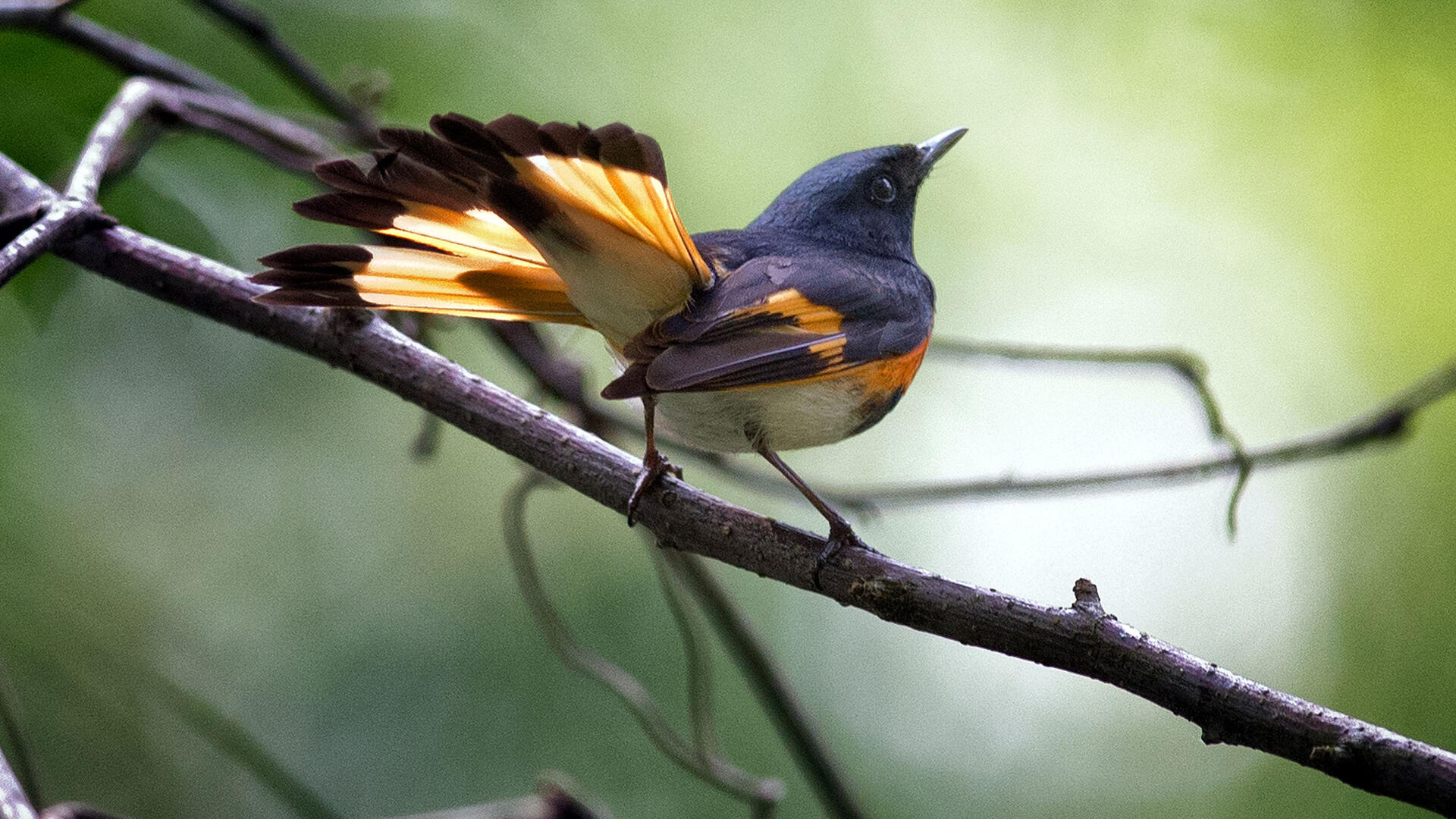 American Redstart | Audubon Field Guide