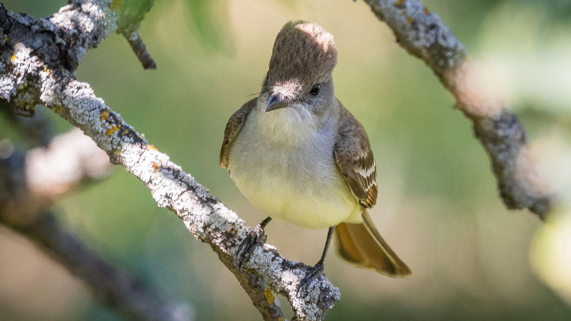 Ash-throated Flycatcher | Audubon Field Guide