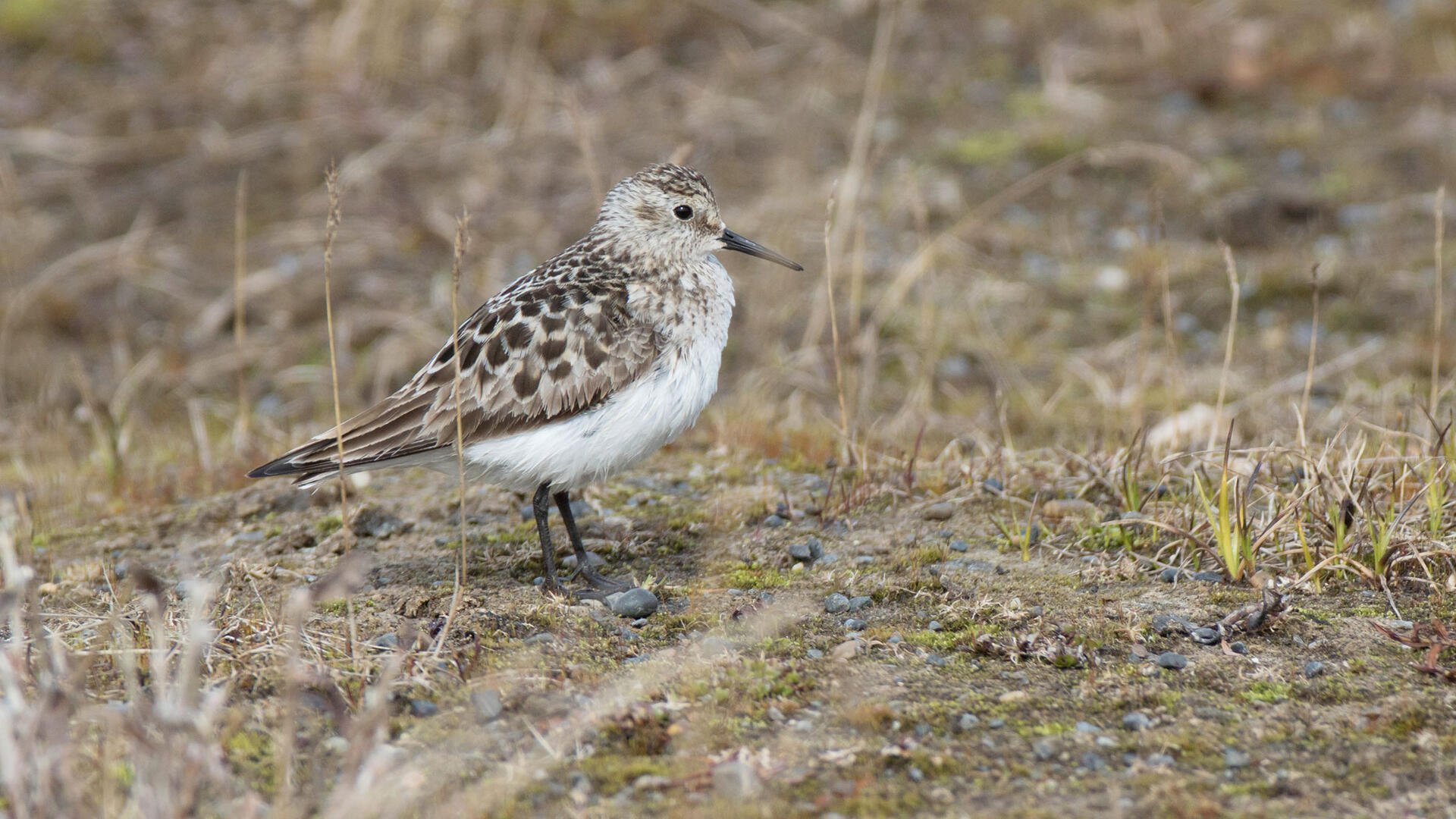 Baird's Sandpiper | Audubon Field Guide