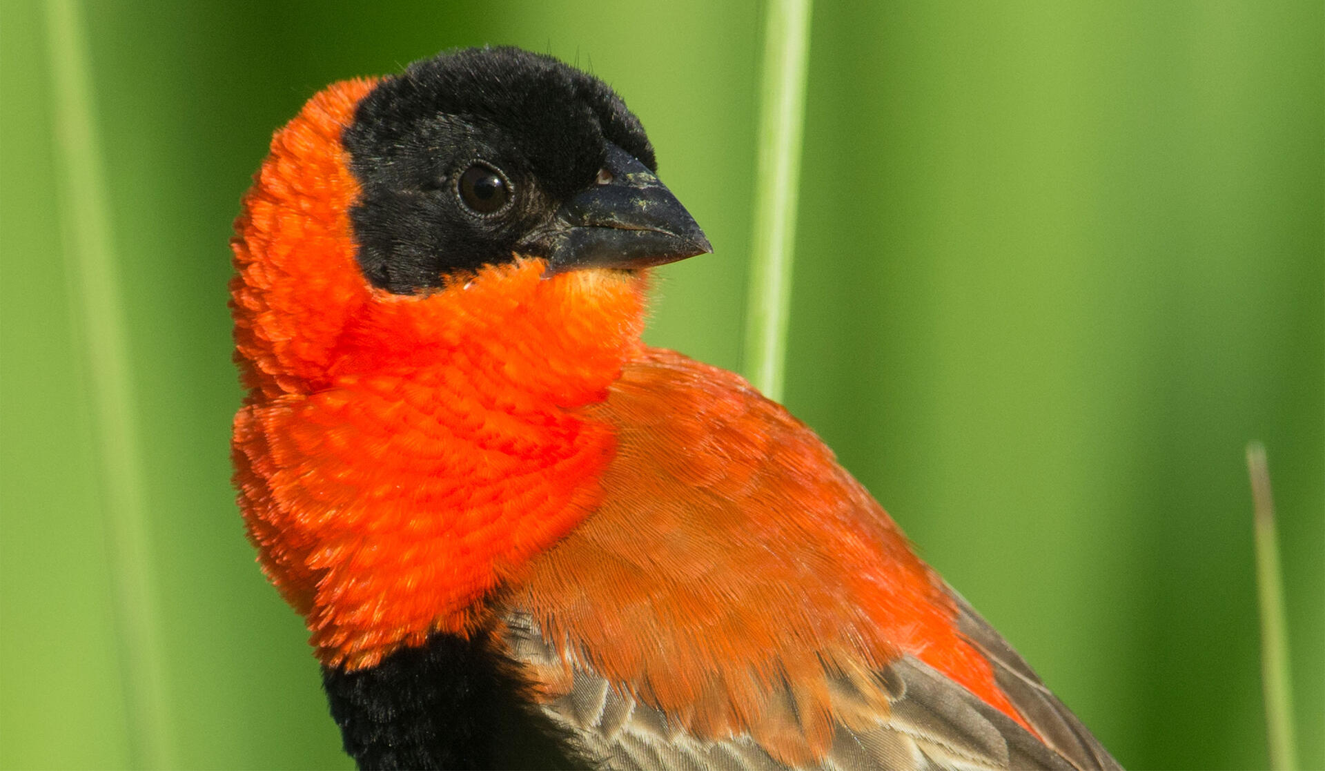 Northern Red Bishop | Audubon Field Guide
