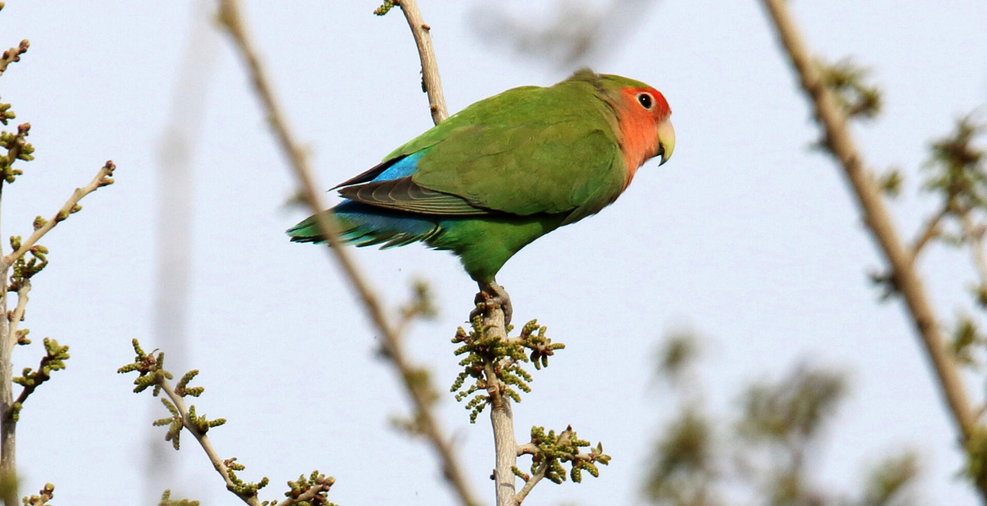 Rosy-faced Lovebird | Audubon Field Guide