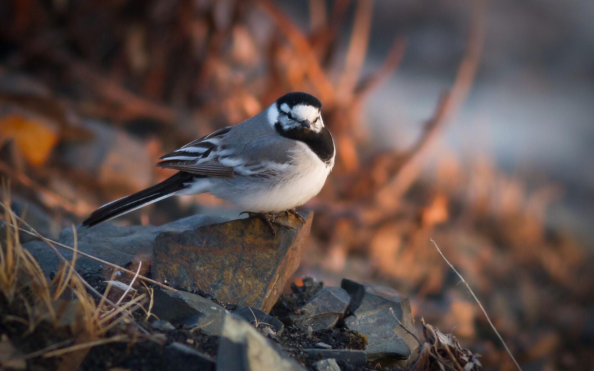 Lavandera Blanca | Guía de Aves