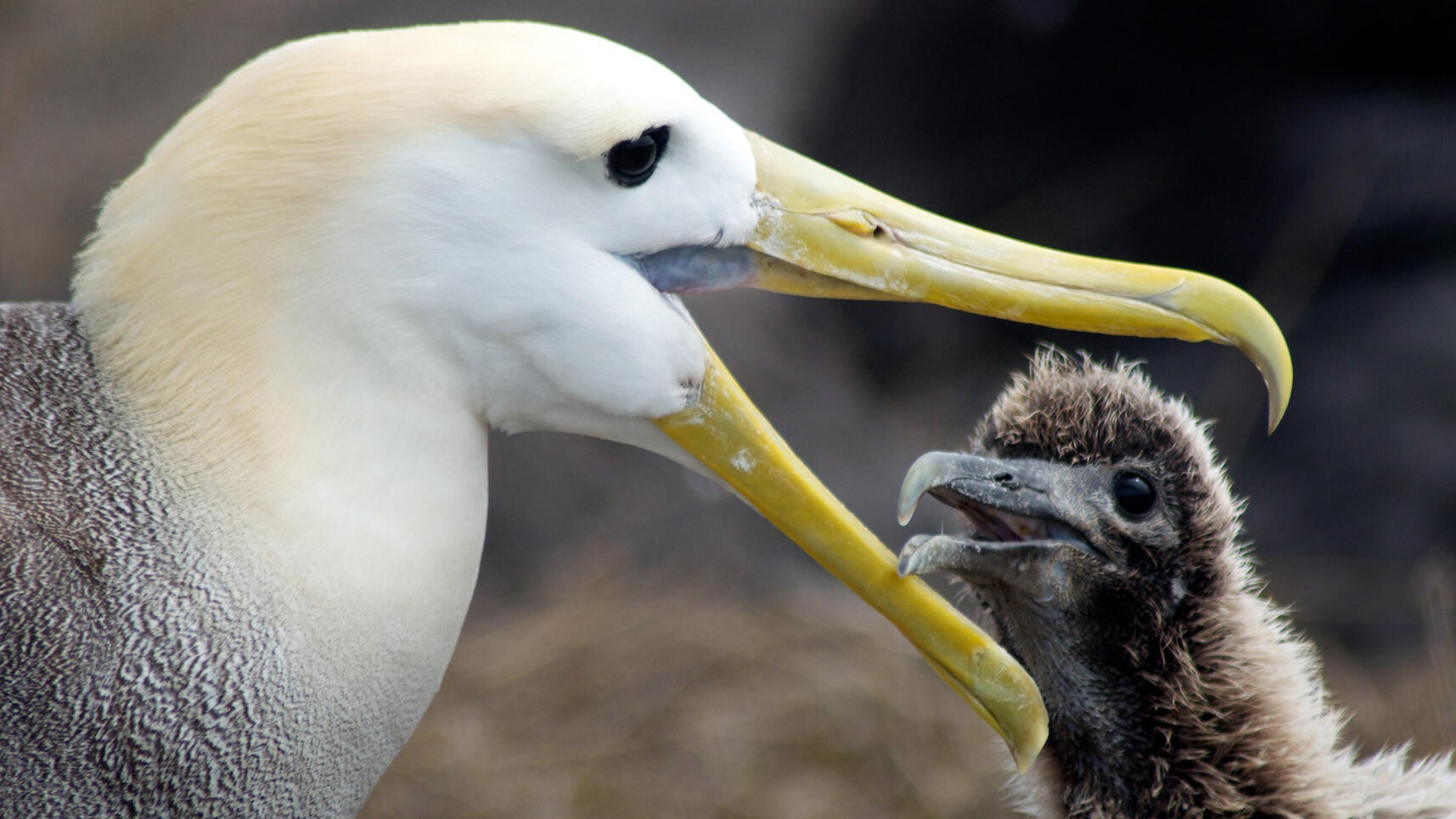 Conservación de albatros y petreles | Audubon