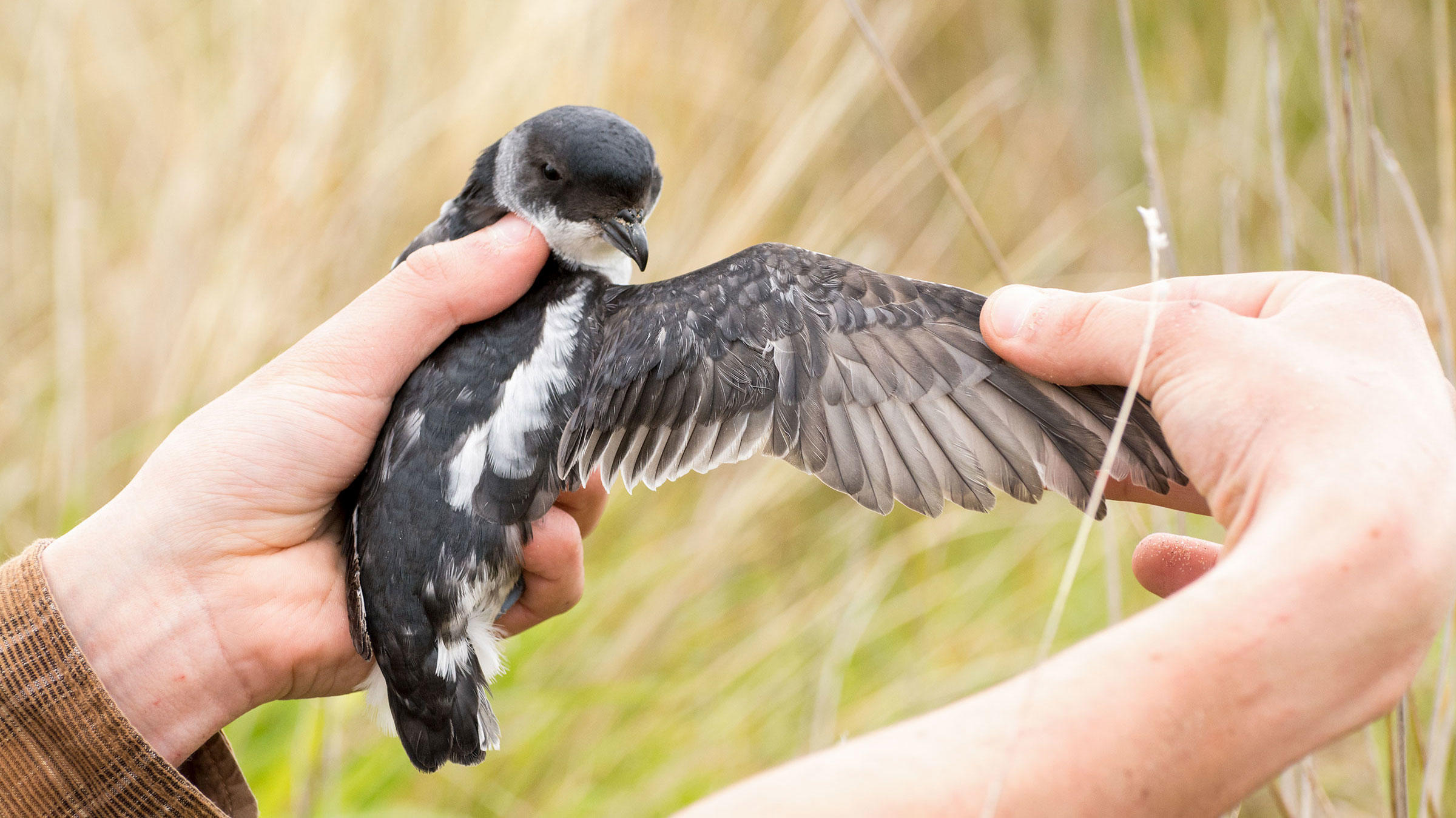 New Diving-Petrel Species Lives on One Island and Is Already Critically ...