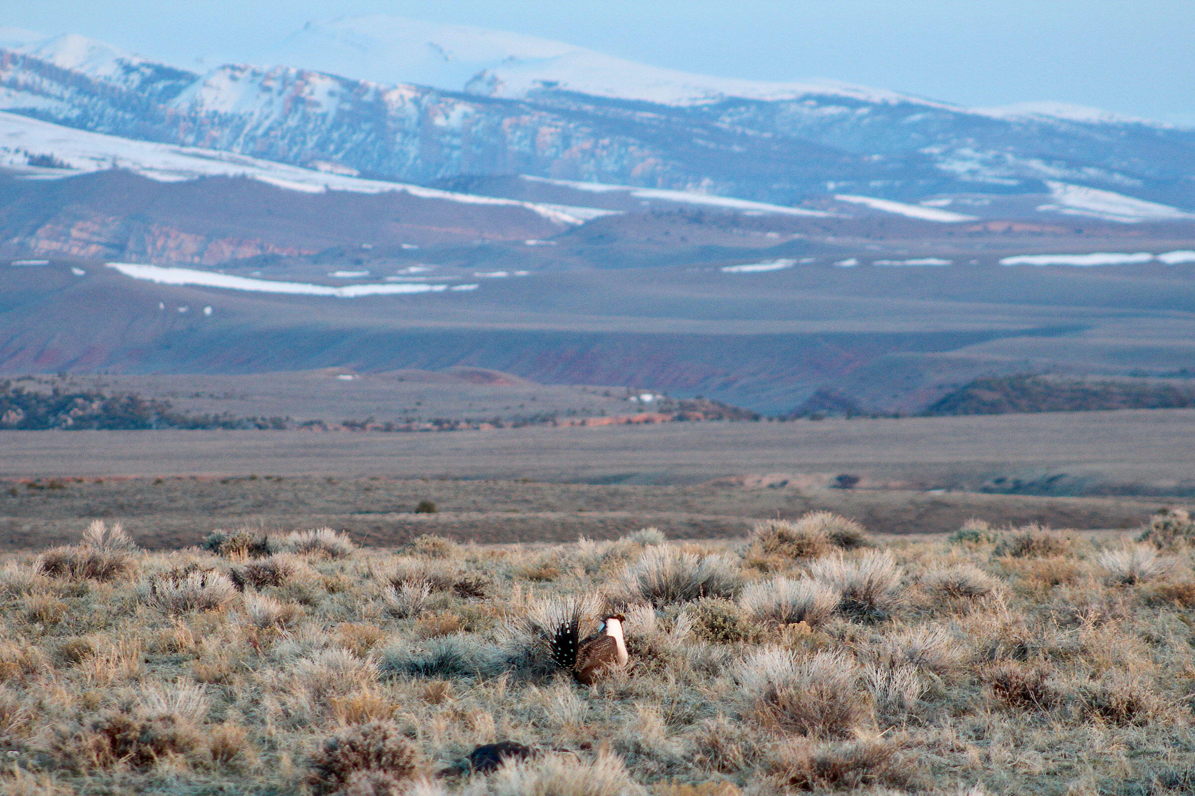 The Greater Sage-Grouse’s Most Important Habitat Is on the Auction ...