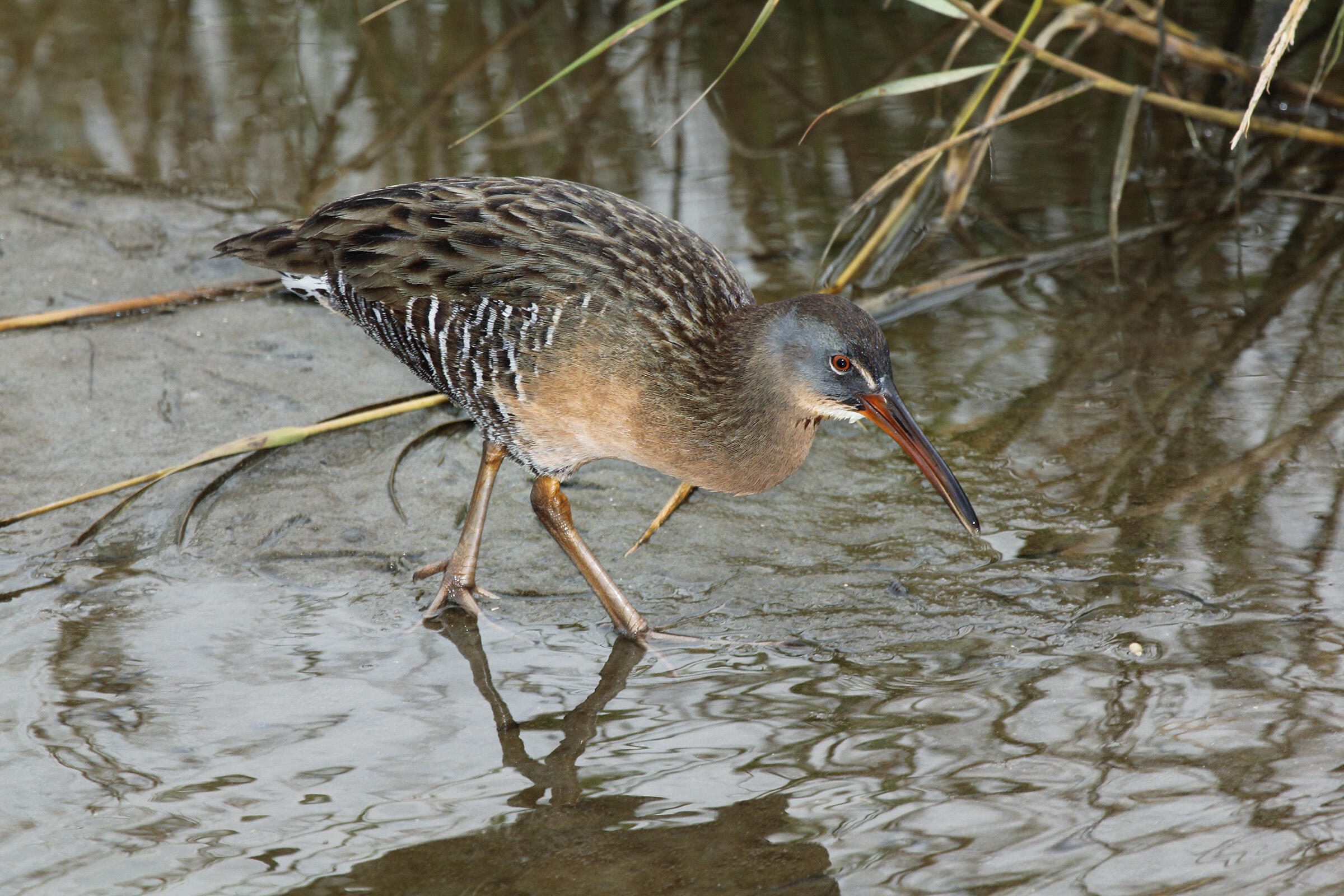 Clapper Rail | Audubon