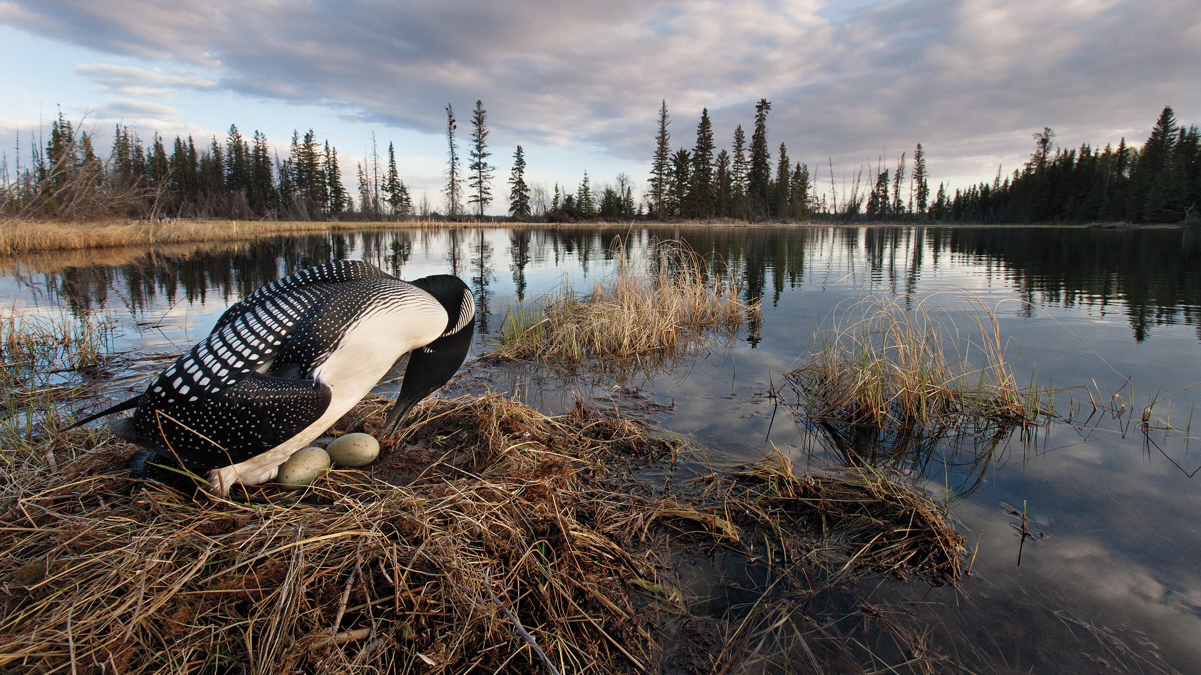 Important Bird Areas | Audubon