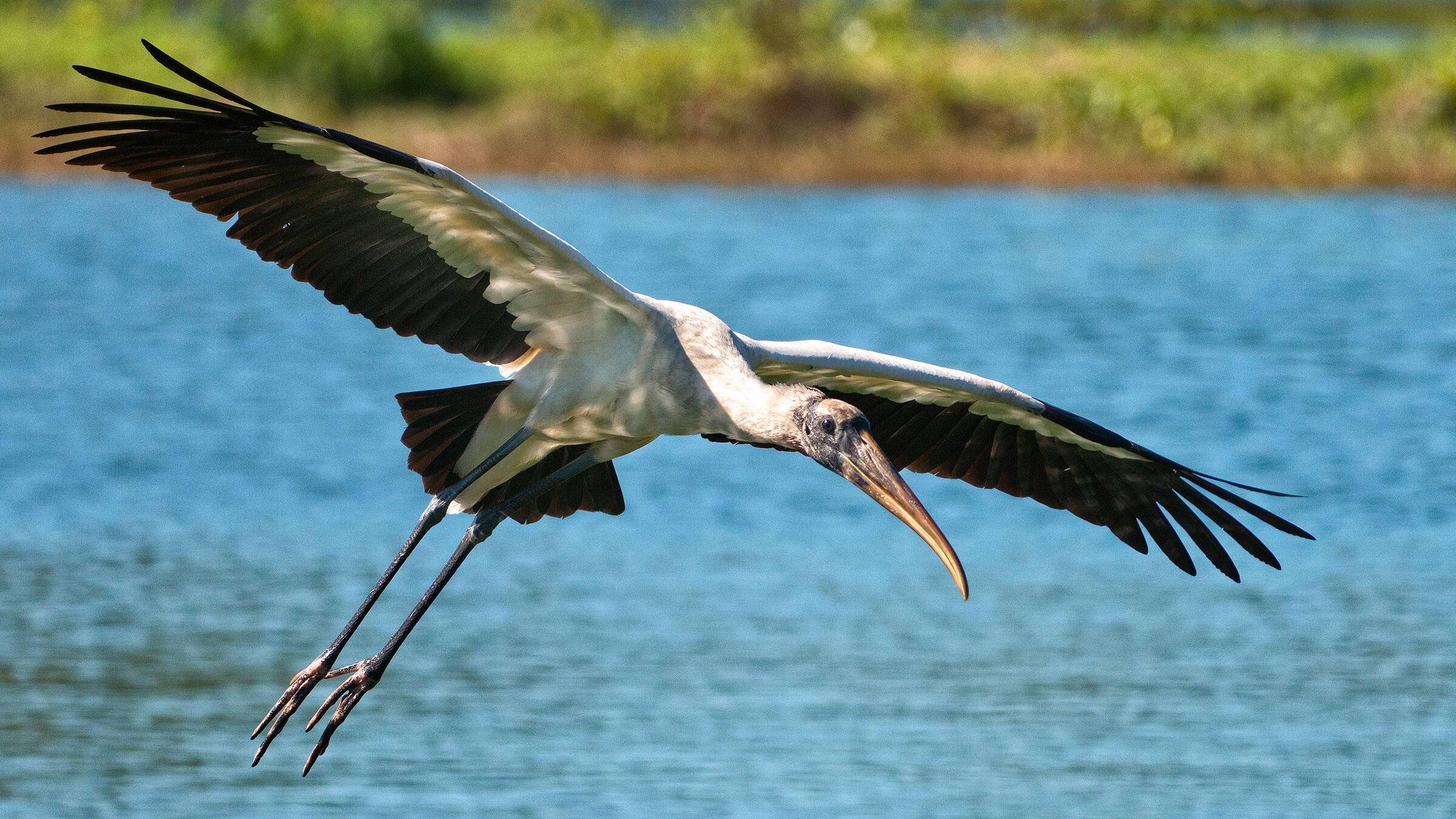 Florida s Wading Birds Had A Terrible Breeding Season Last Year Audubon florida-s-wading-birds-had-a-terrible-breeding-season-last-year-audubon