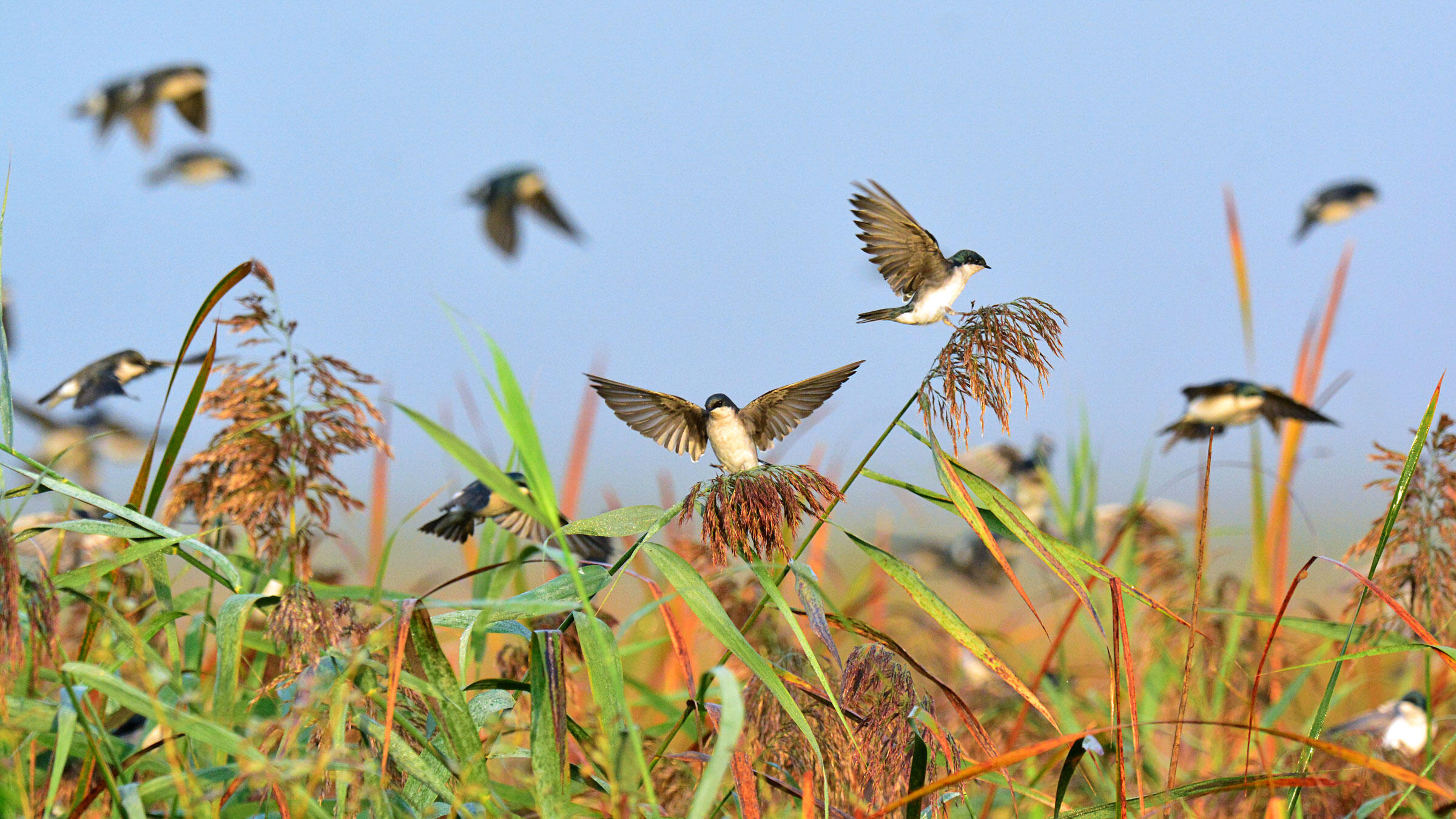 Researchers Identify the Hormone That Tells Migratory Birds to Stop ...