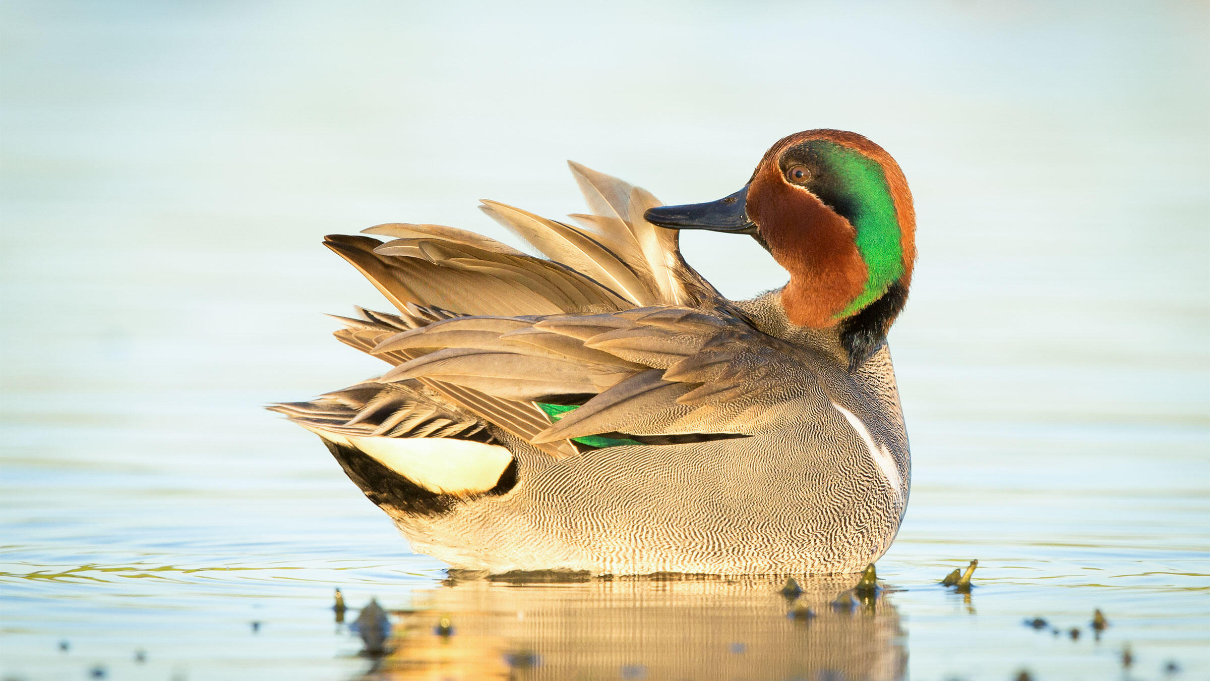 Ten Tips for Waterfowl Beginners | Audubon