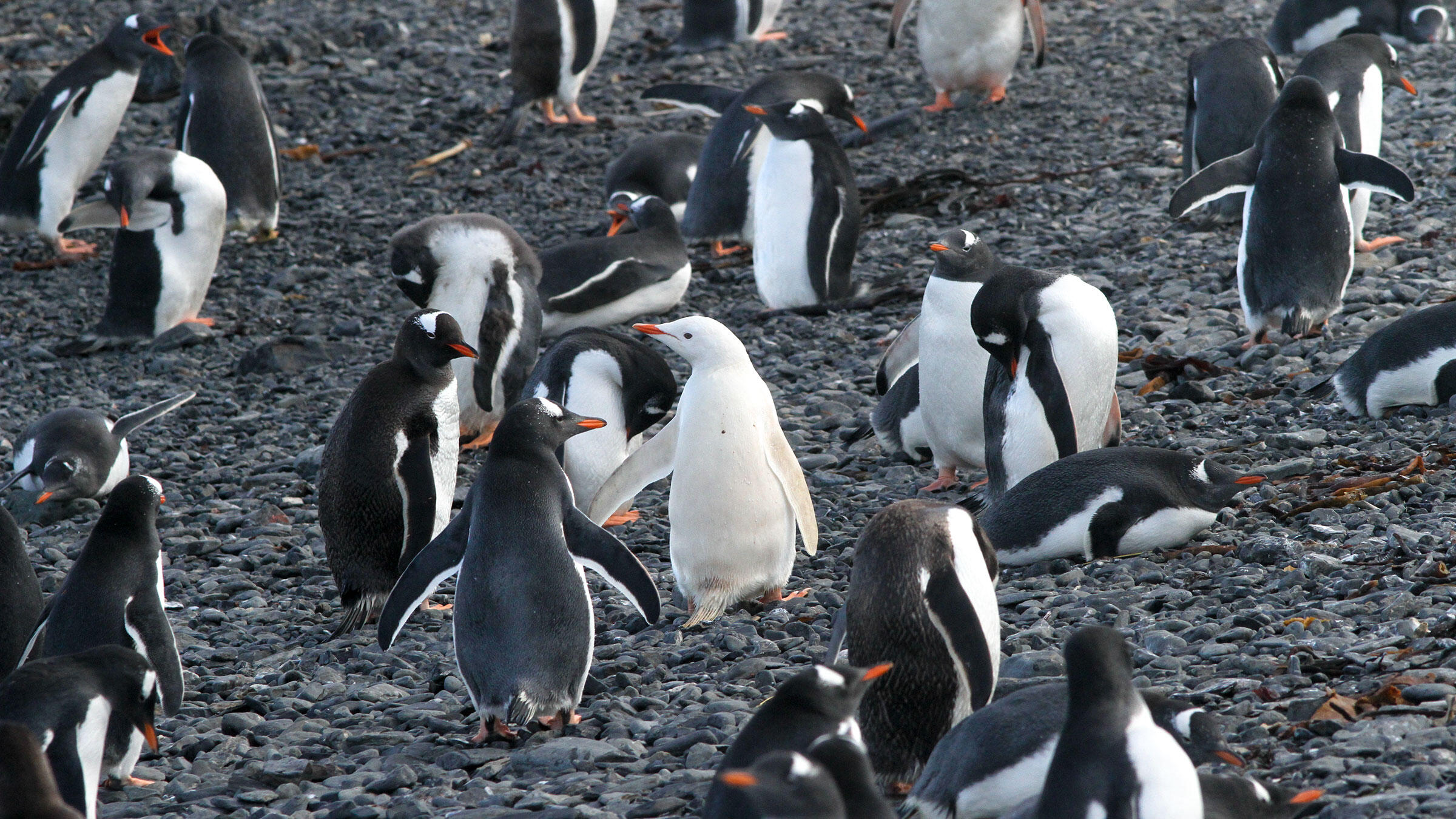 Take a Look at This Extremely Rare White Penguin | Audubon