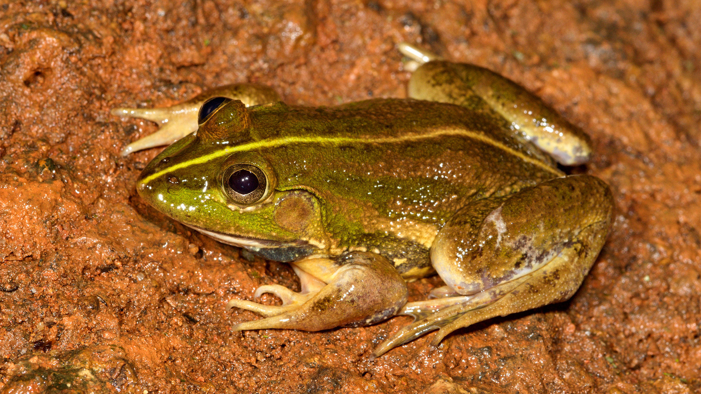 How a Kingfisher's Call Concealed an Unknown Species of Frog | Audubon