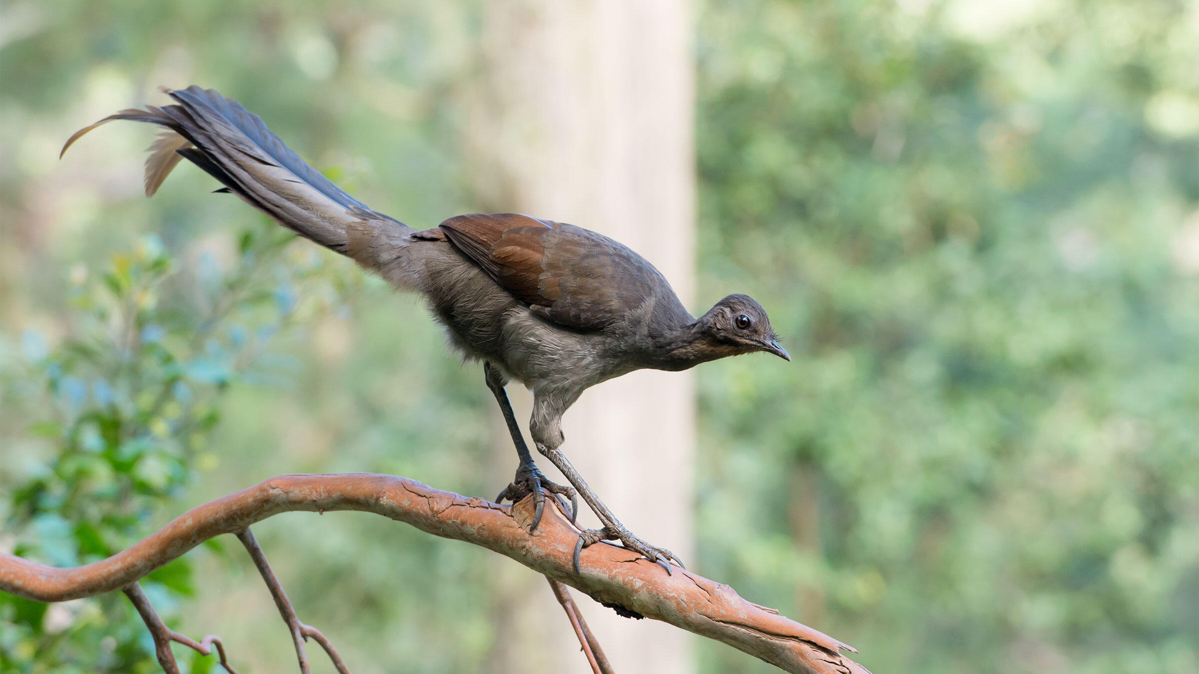 Lady Lyrebirds Have a Voice, Too | Audubon