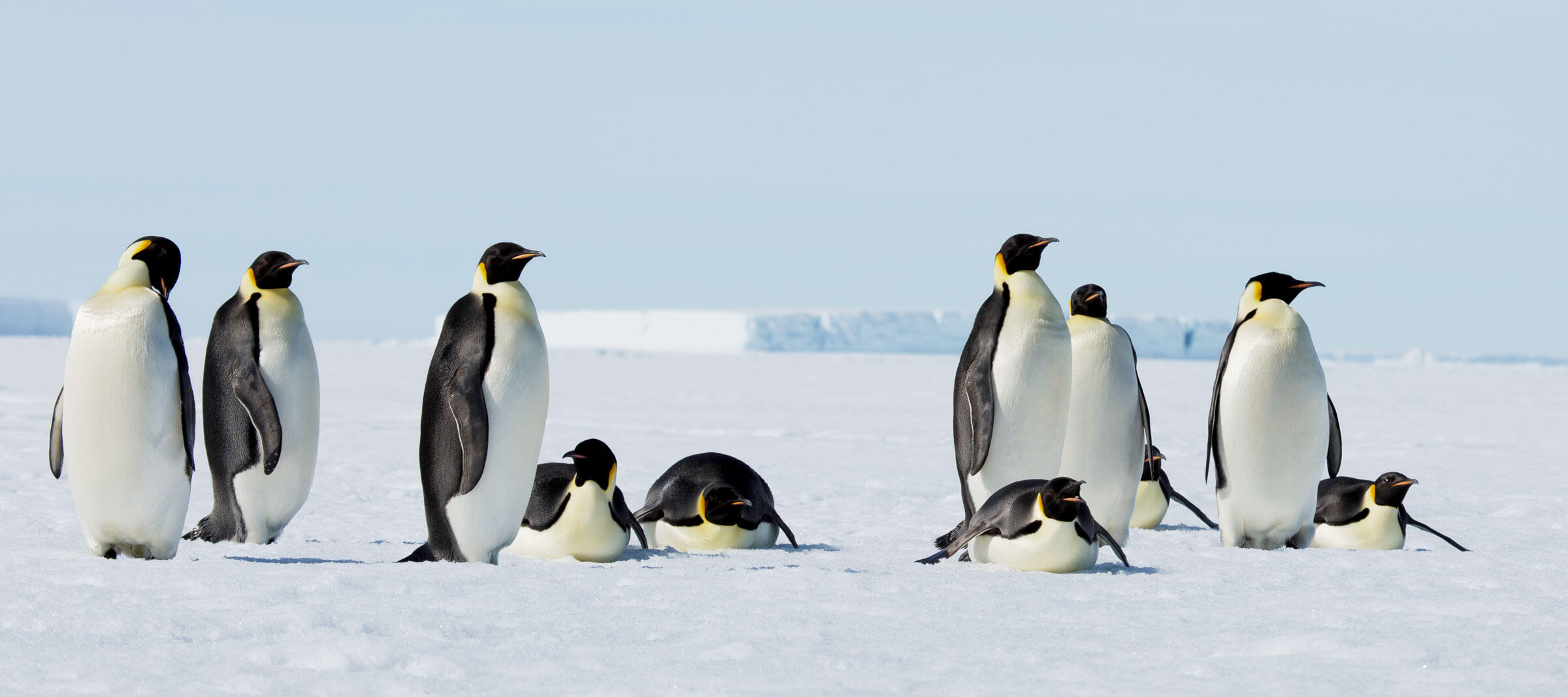 Emperor Penguins Are Marching to Extinction at Current Emissions Levels ...