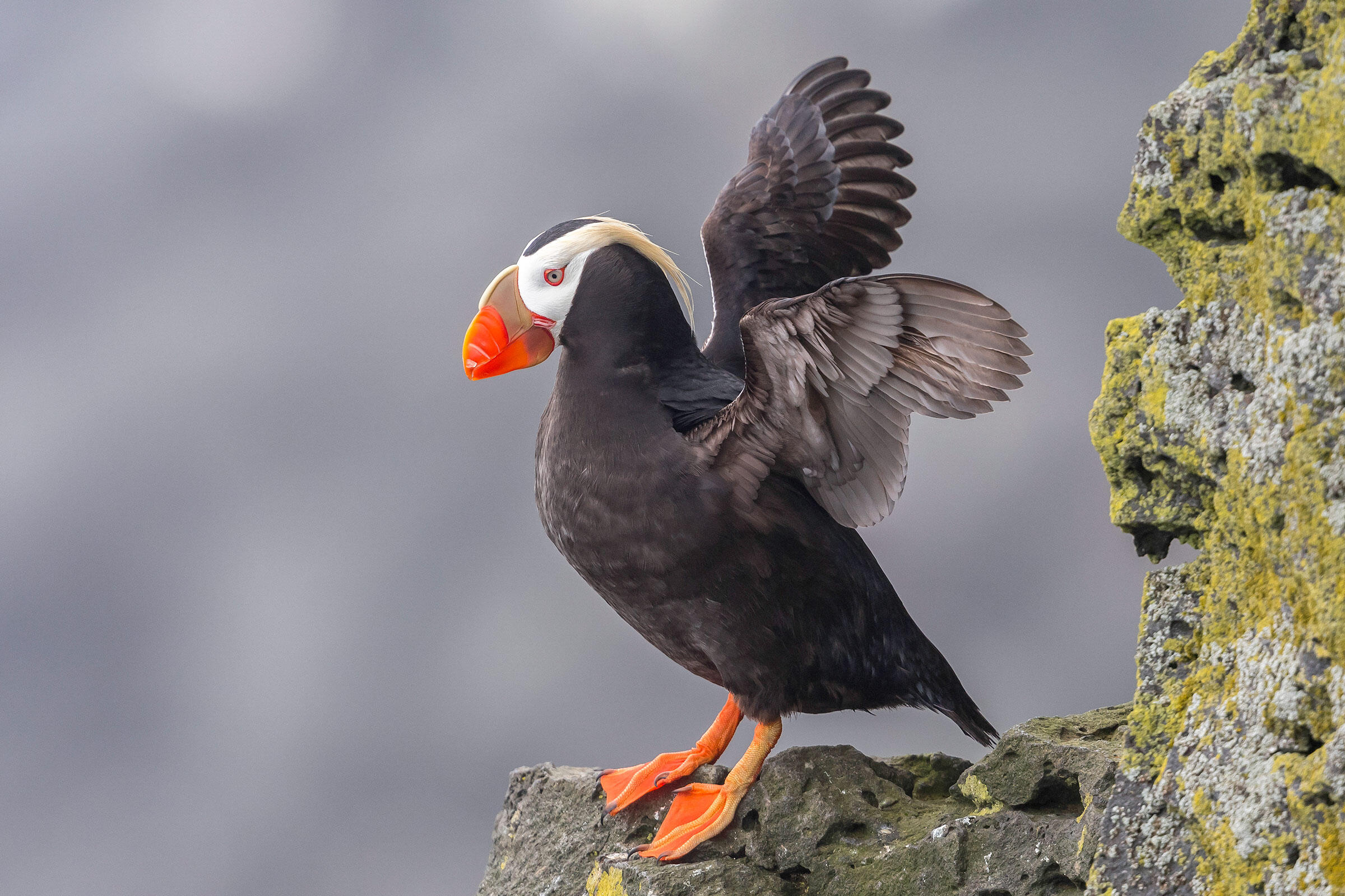 Those Big Orange Bills Also Help Puffins Stay Cool After a Workout ...