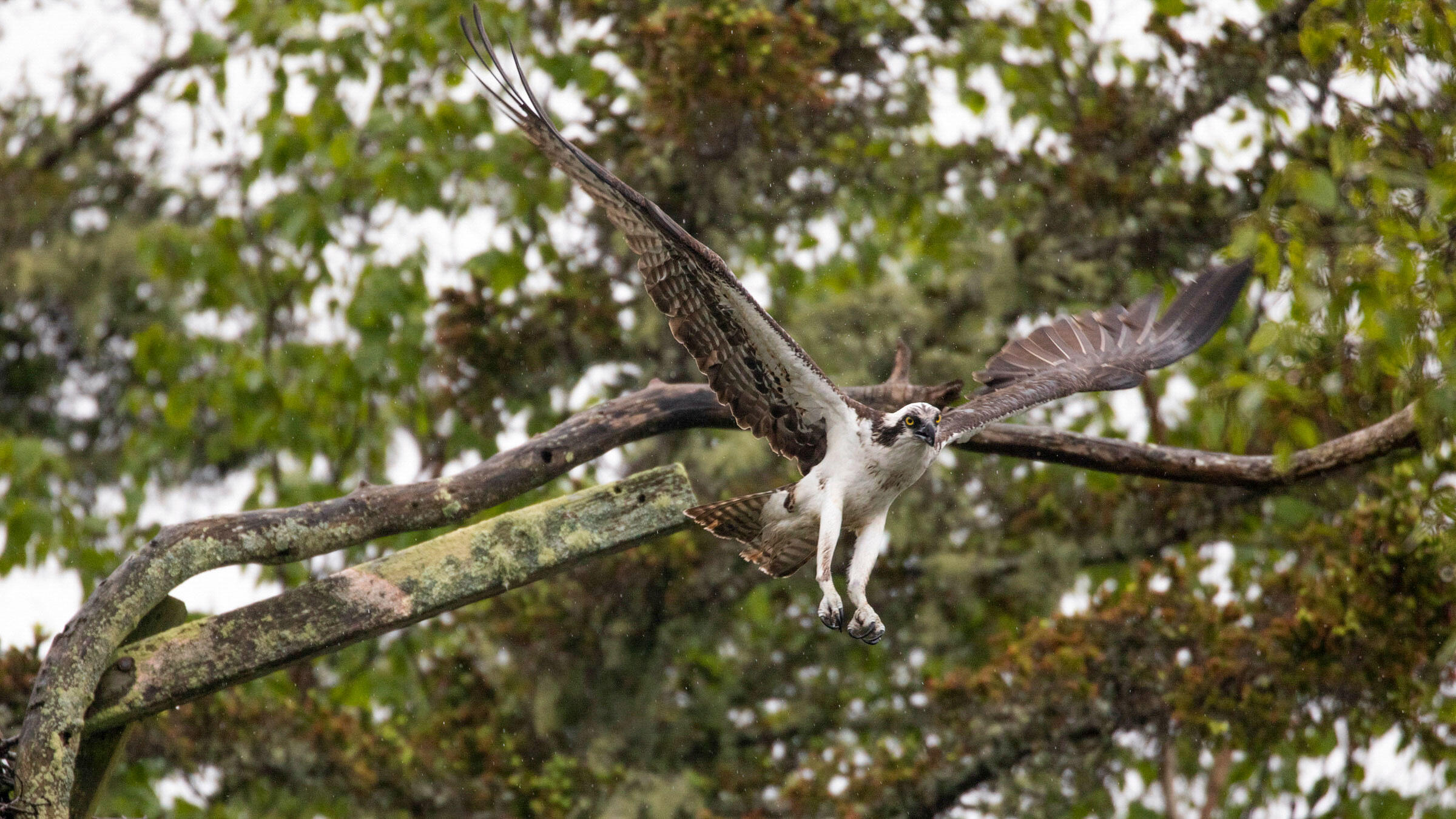 Hog Island Courses | Audubon