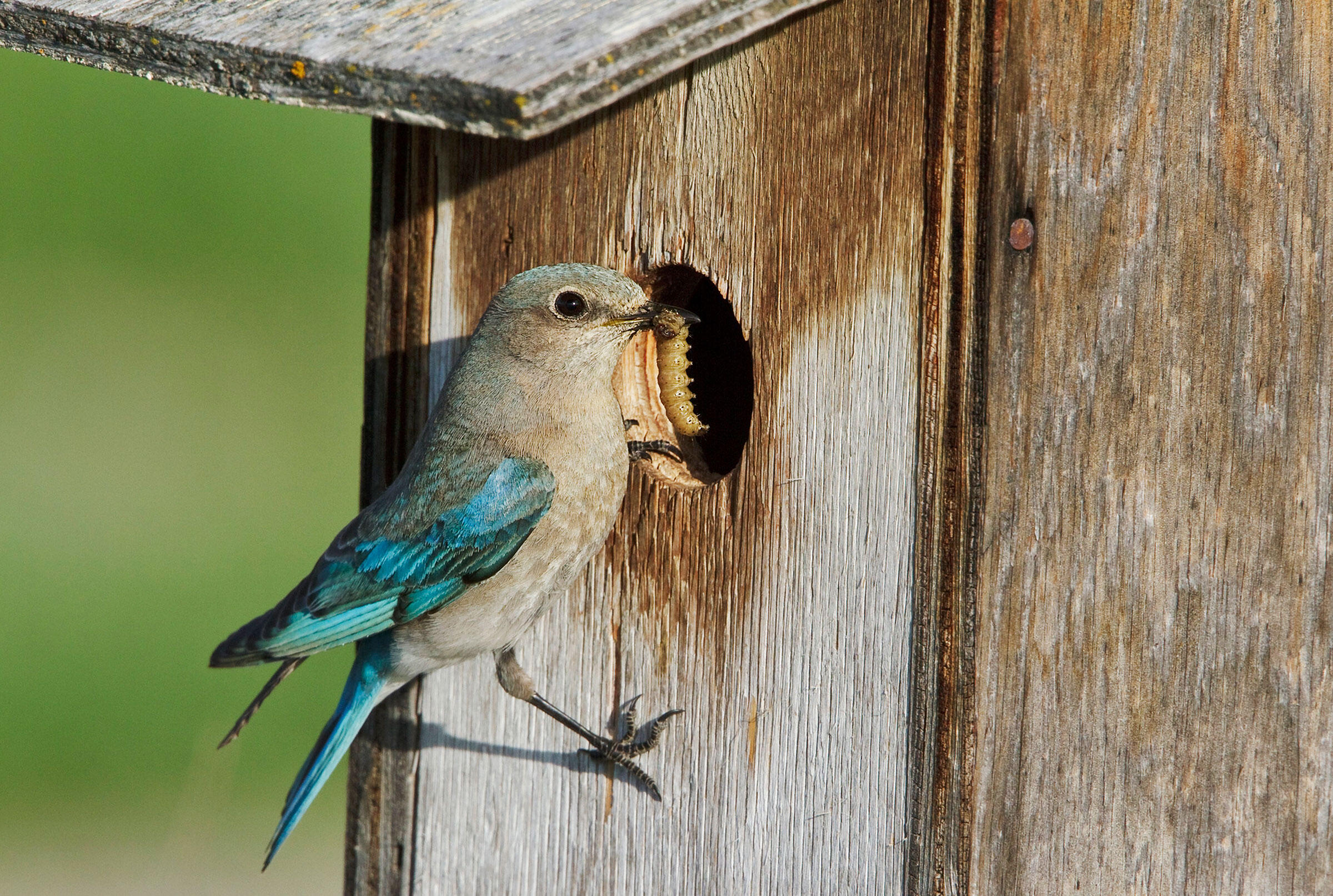 Male And Female Mountain Bluebird