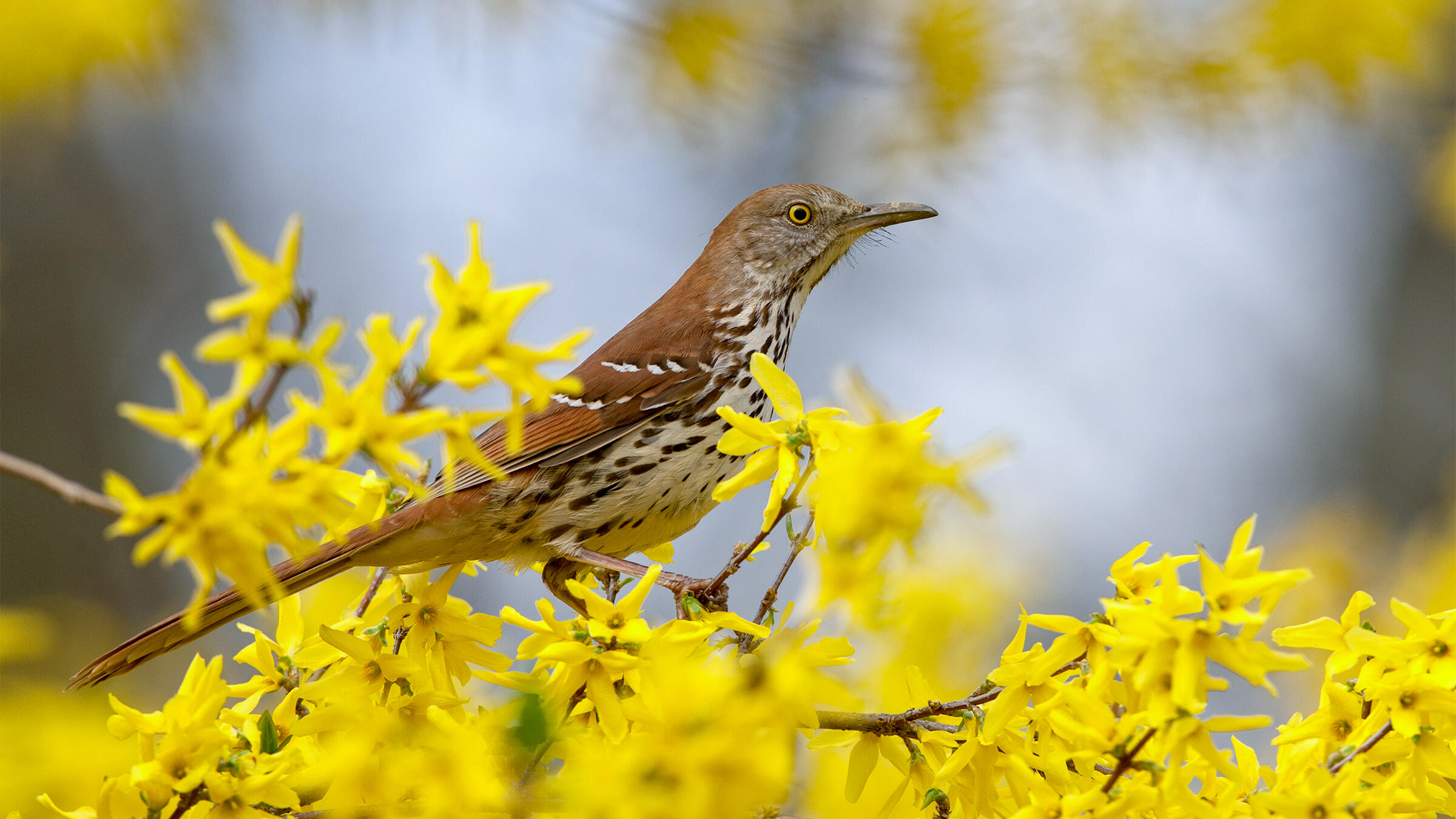 How Climate Change Will Affect Georgia's Birds | Audubon