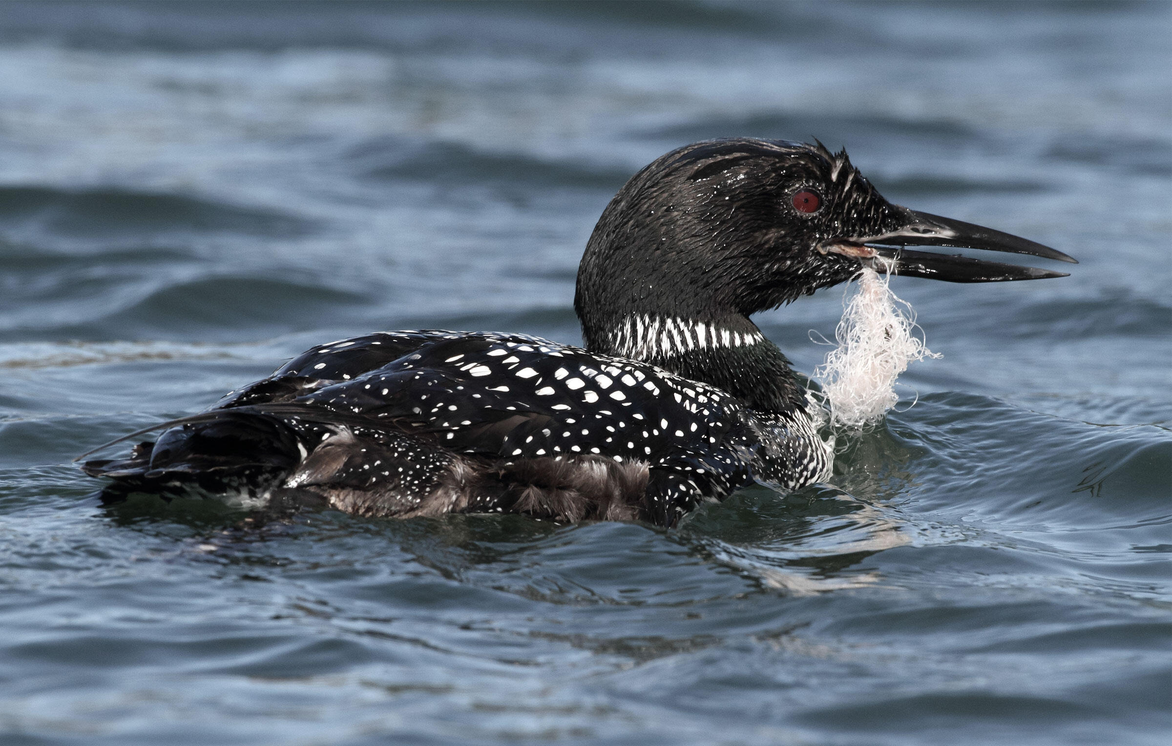 Toxic Fishing Tackle Is Hampering Loon Recovery in New Hampshire | Audubon