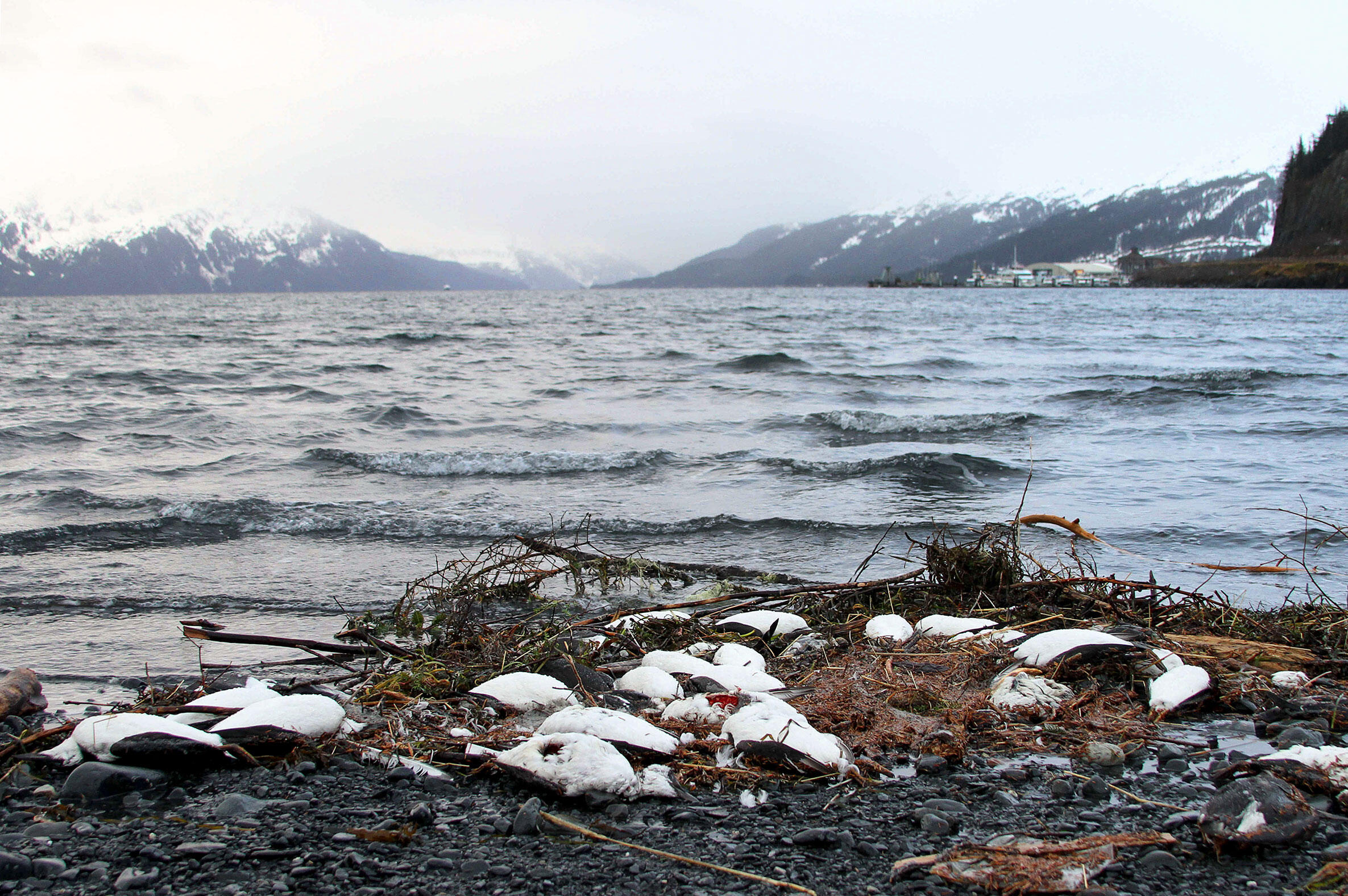 In Alaska, Starving Seabirds and Empty Colonies Signal a Broken ...