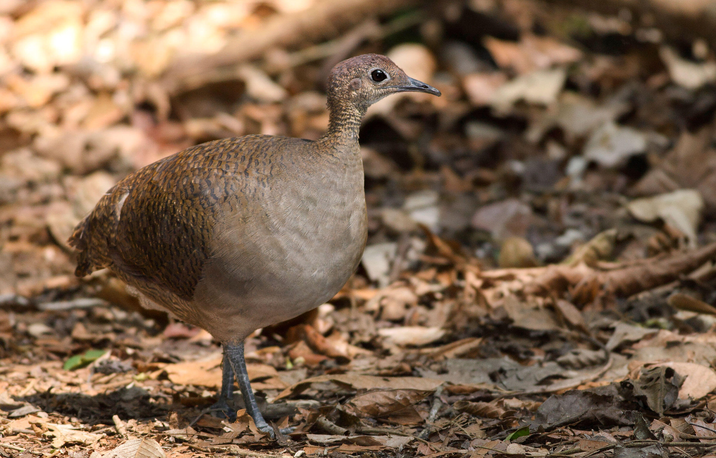 How Birds Survived the Asteroid Impact That Wiped Out the Dinosaurs ...