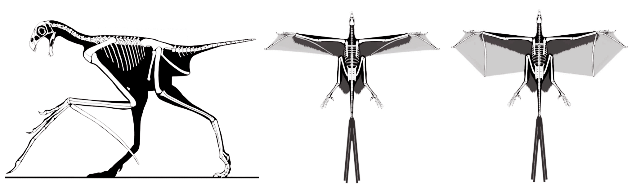 Something Strange-Winged This Way Comes | Audubon