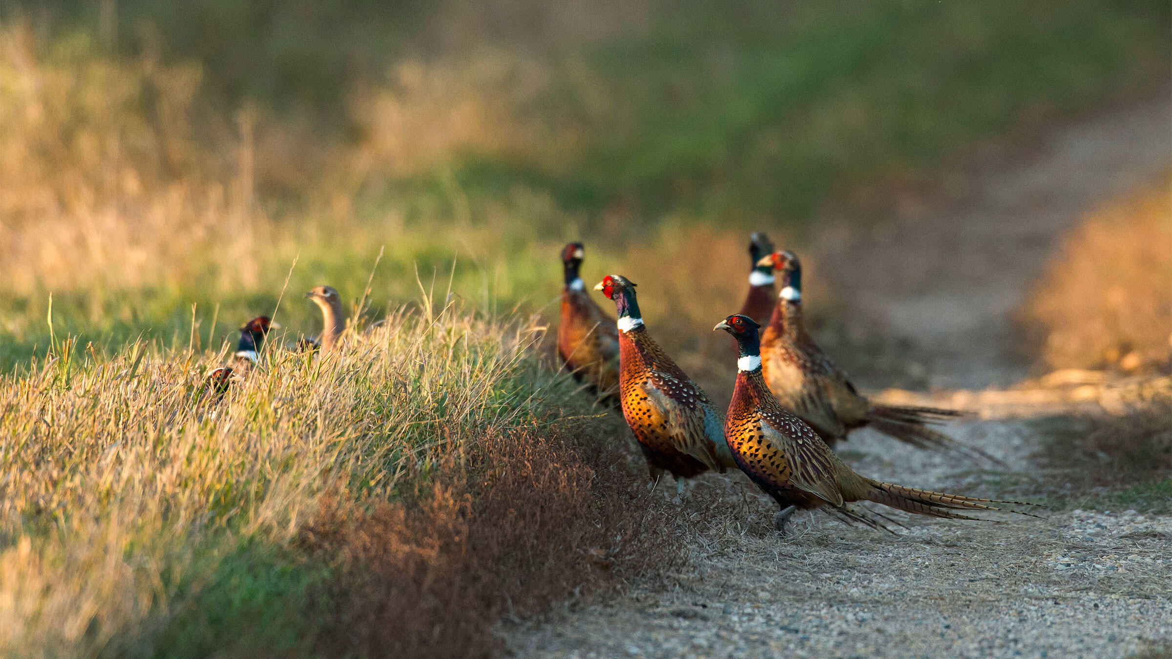 You’ve Got Quail: Why Thousands of Rural Mail Carriers Count Roadside ...