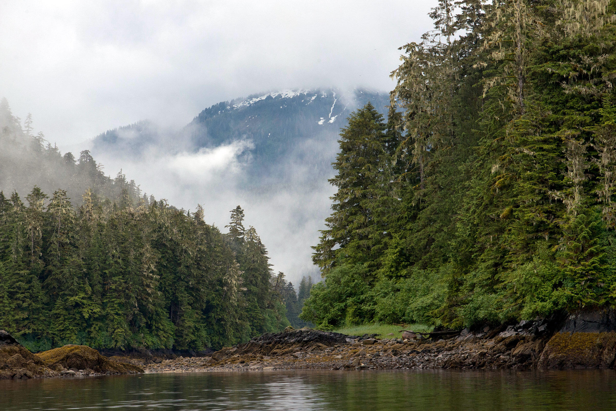 Plan to Lift Roadless Protections Will Likely Cause Extinctions in ...