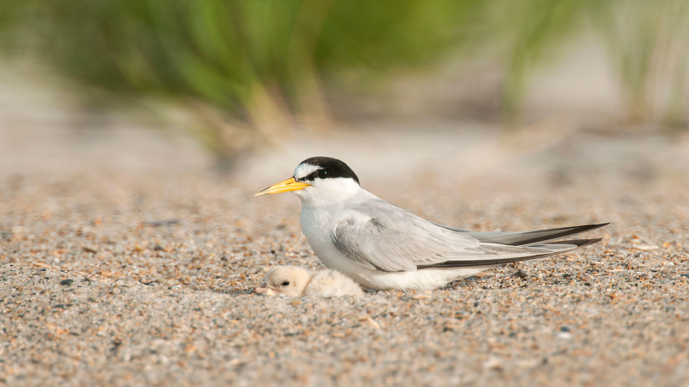 Coastal Birds